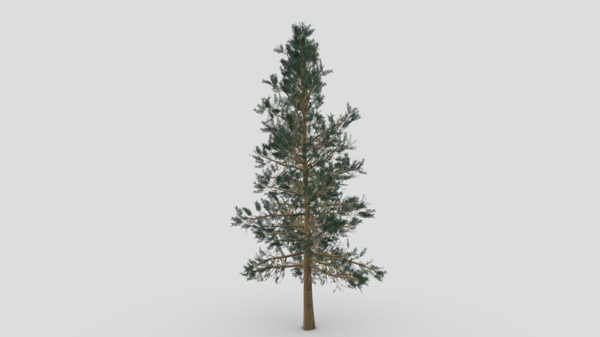 Pine Tree- 01 - Buy Royalty Free 3D model by ASMA3D [2497d3d ...