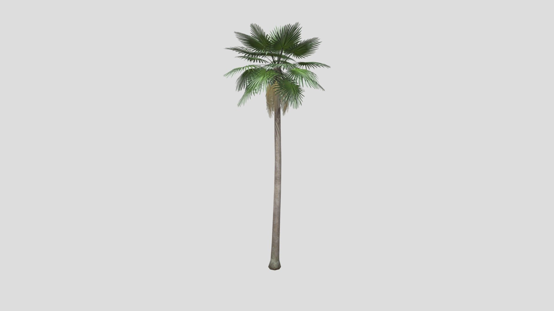 Fan Palm Tree 01 Preview - 3D model by owowowsam [249c263] - Sketchfab