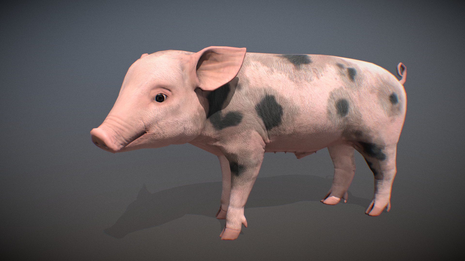Animalia - Pig (young) - 3D model by GiM (@GamesInMotion) [249d35c ...