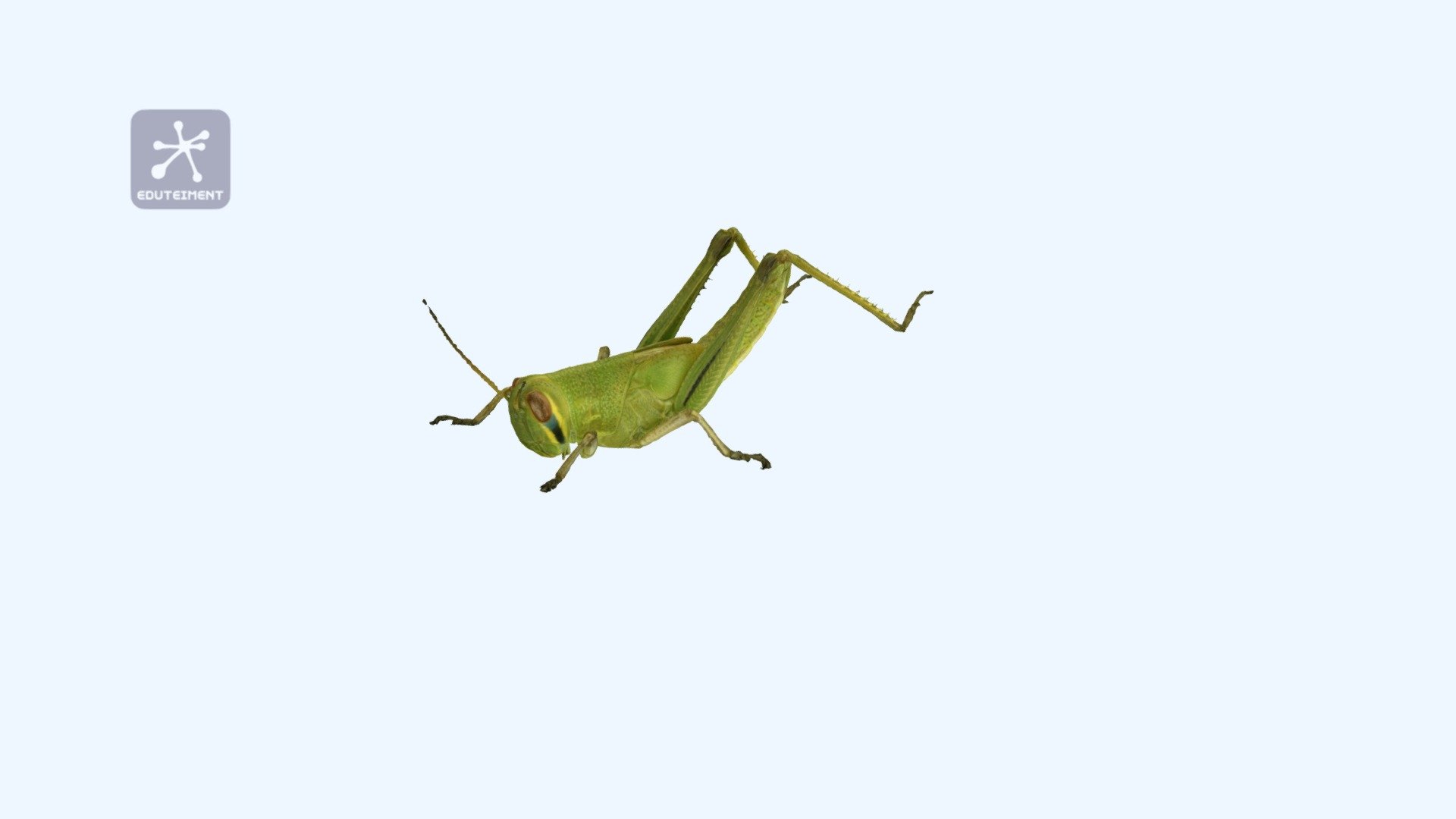 Patanga Japonica - 3D model by Eduteiment (@camiloislas) [24a312e ...
