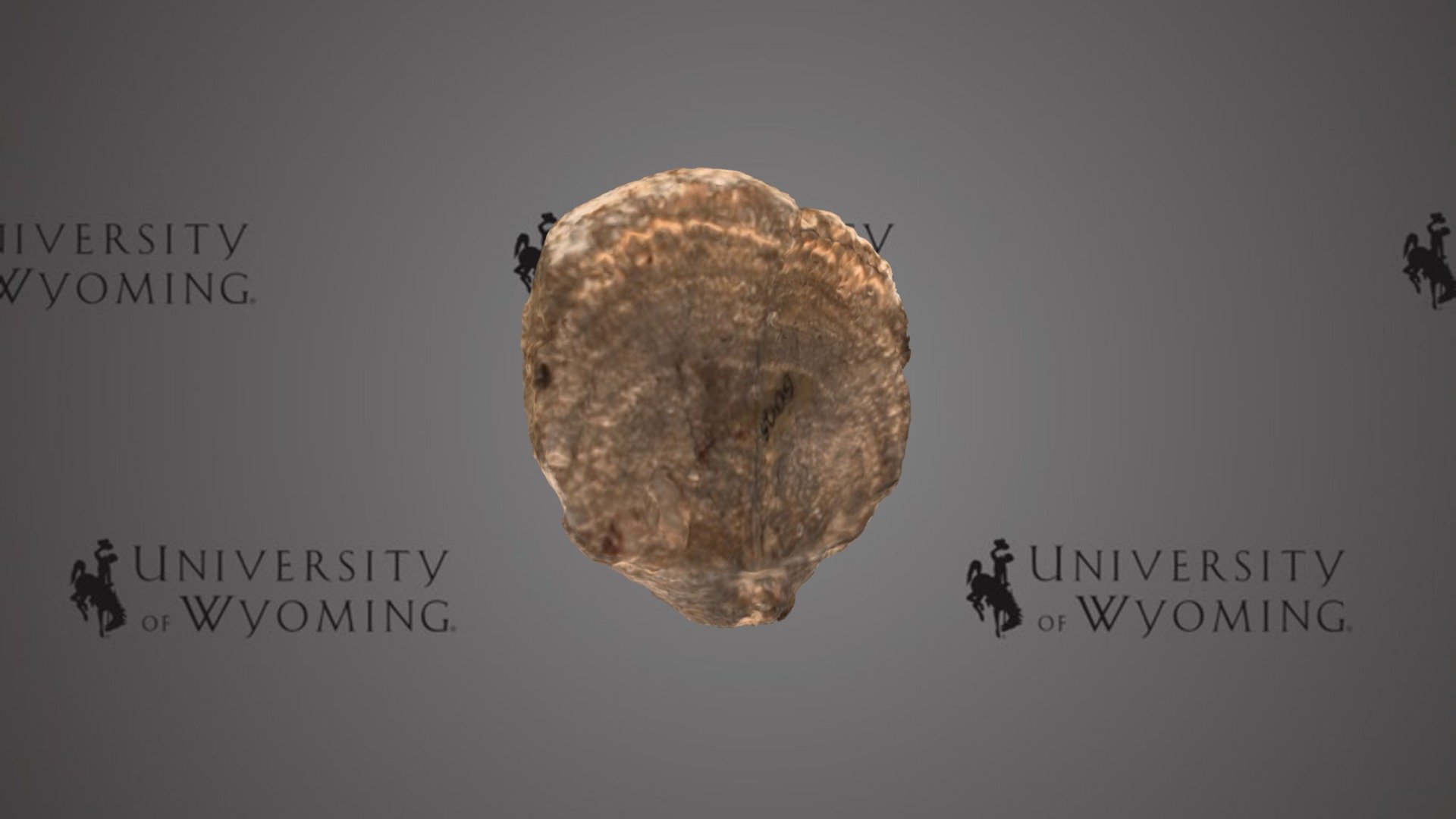 UW 6005 - Download Free 3D model by University of Wyoming Libraries (@uwlibraries) [24a46a7 ...