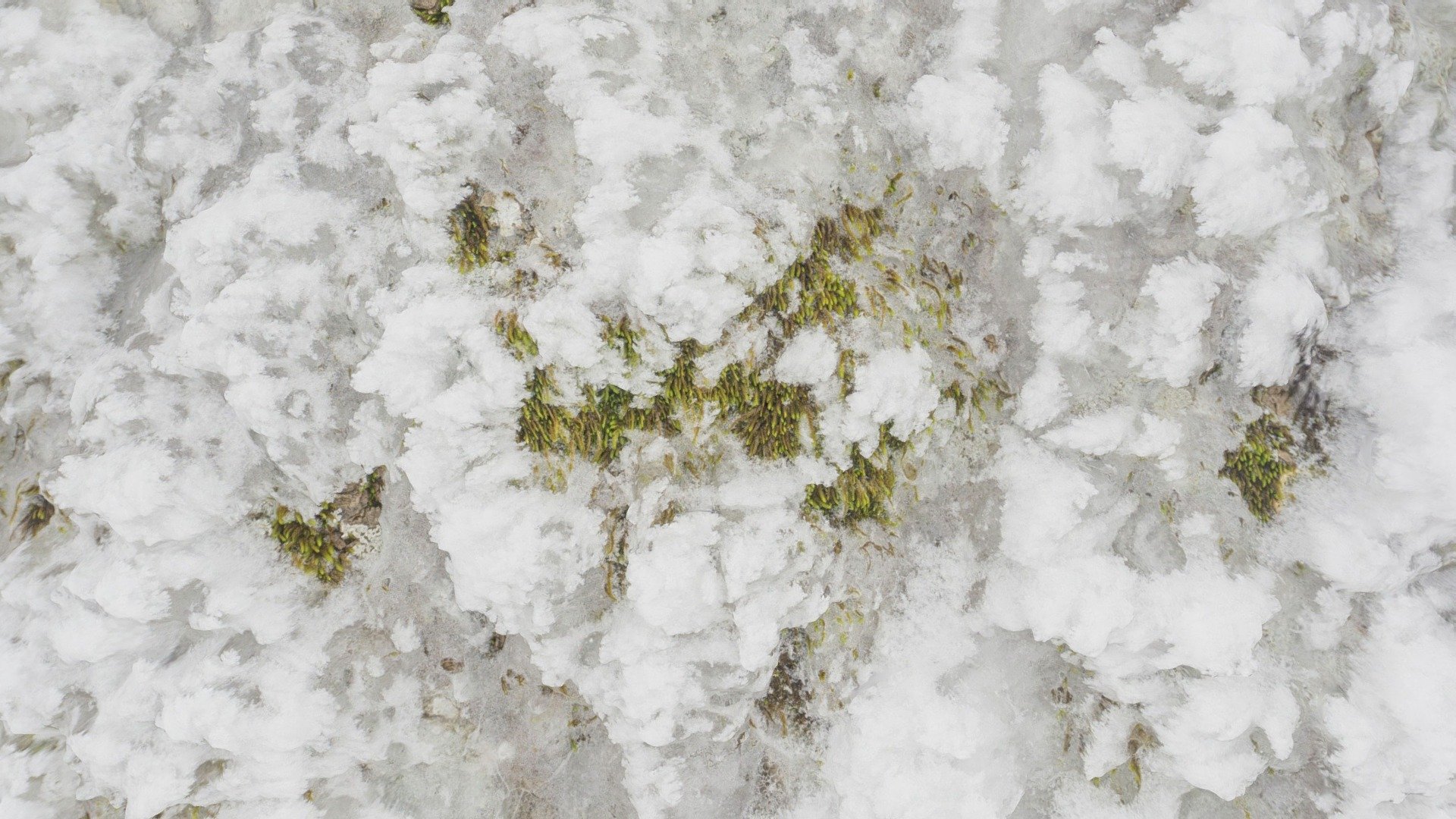 frozen bark - Buy Royalty Free 3D model by yelizegi - PUNTTULANBRO ...