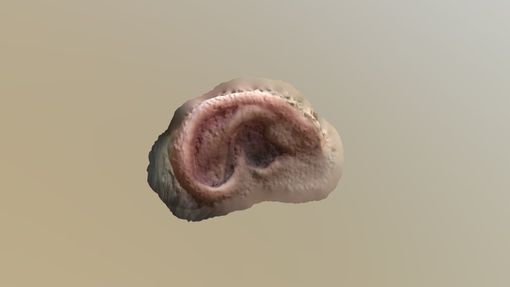 Earf - Download Free 3D model by linzisensz [24b12d0] - Sketchfab