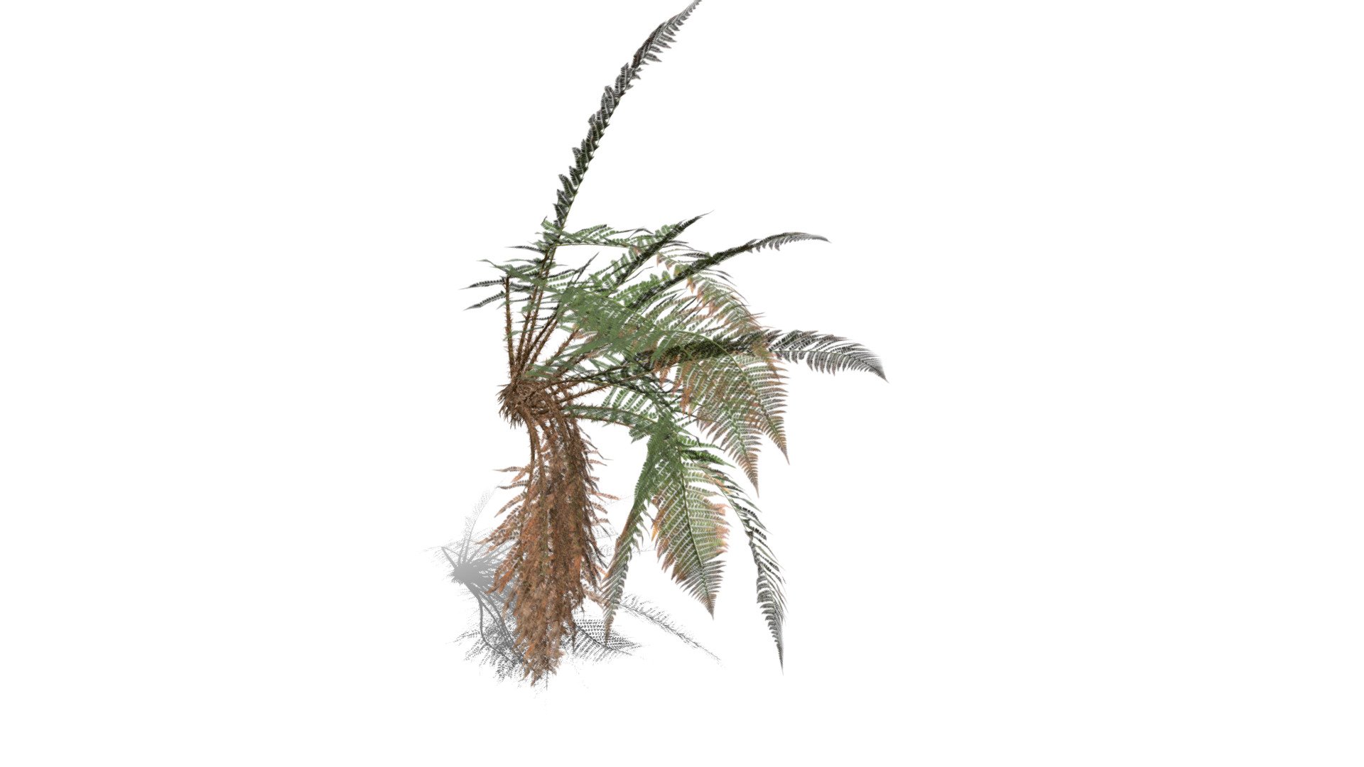 Realistic HD Male fern (44/50) - Download Free 3D model by PlantCatalog ...