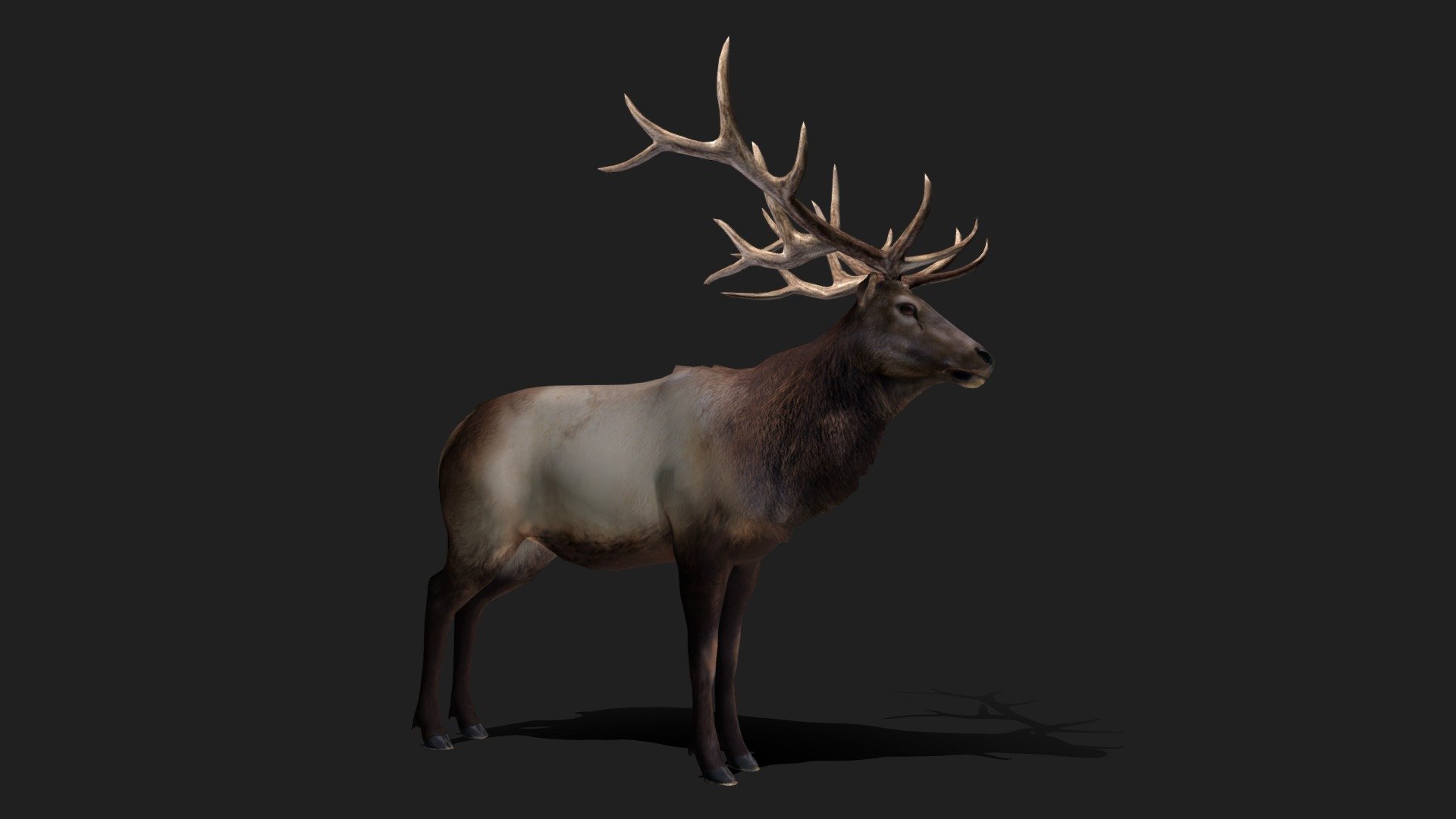 Elk – Wild Mesh (No Rig / No Animations) - Download Free 3D model by ...