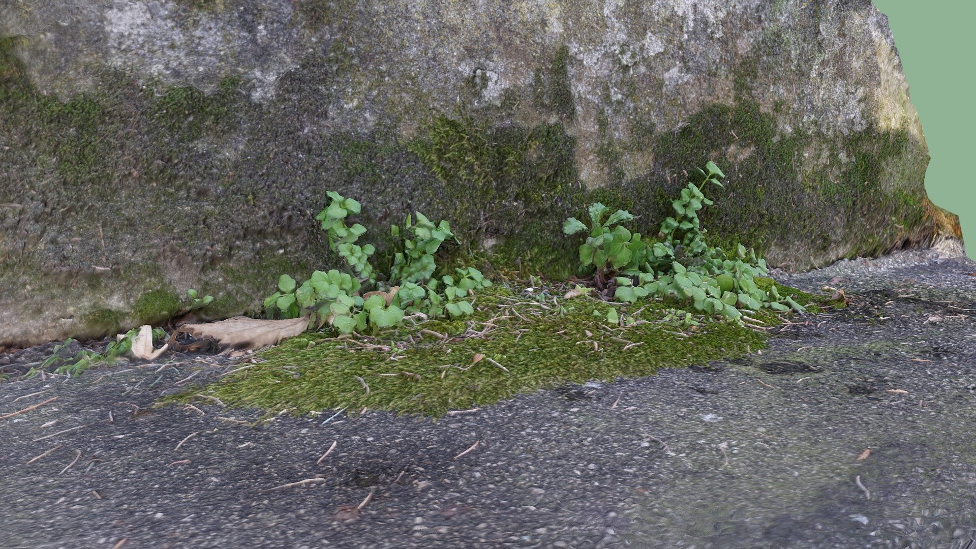 Small plants with moss 3d scan - Download Free 3D model by ...