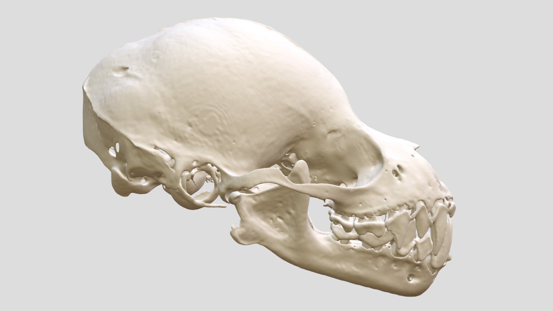 Artibeus anderseni (MSB:Mamm:57027) - 3D model by Biodiversity [24b5956 ...