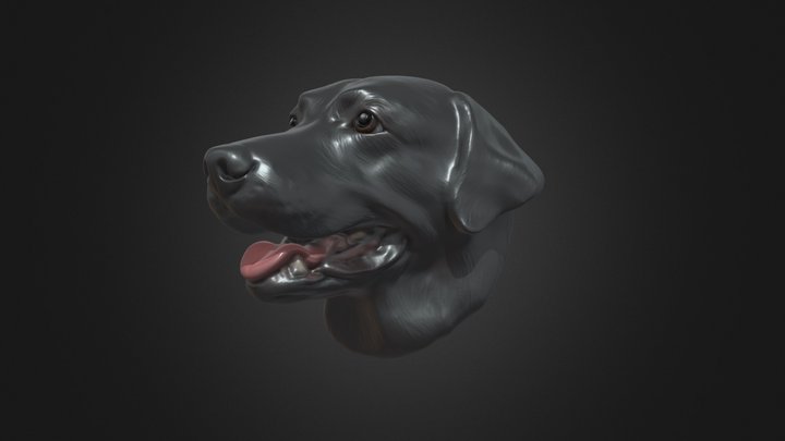 Labrador 3D models - Sketchfab