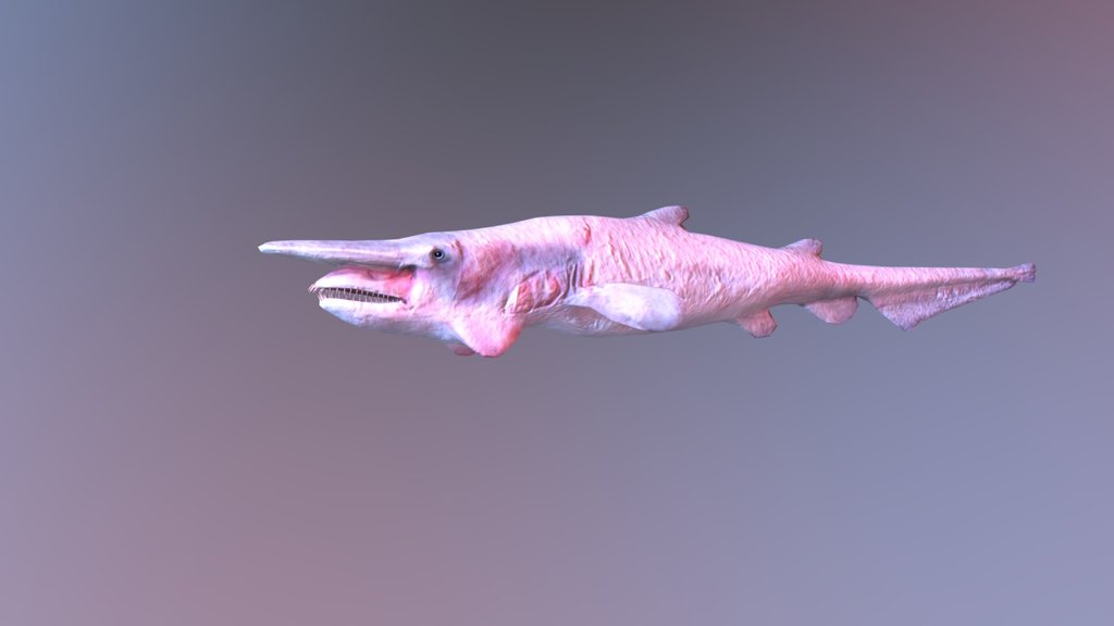 Prehistoric Sharks - A 3D model collection by Orcafun - Sketchfab