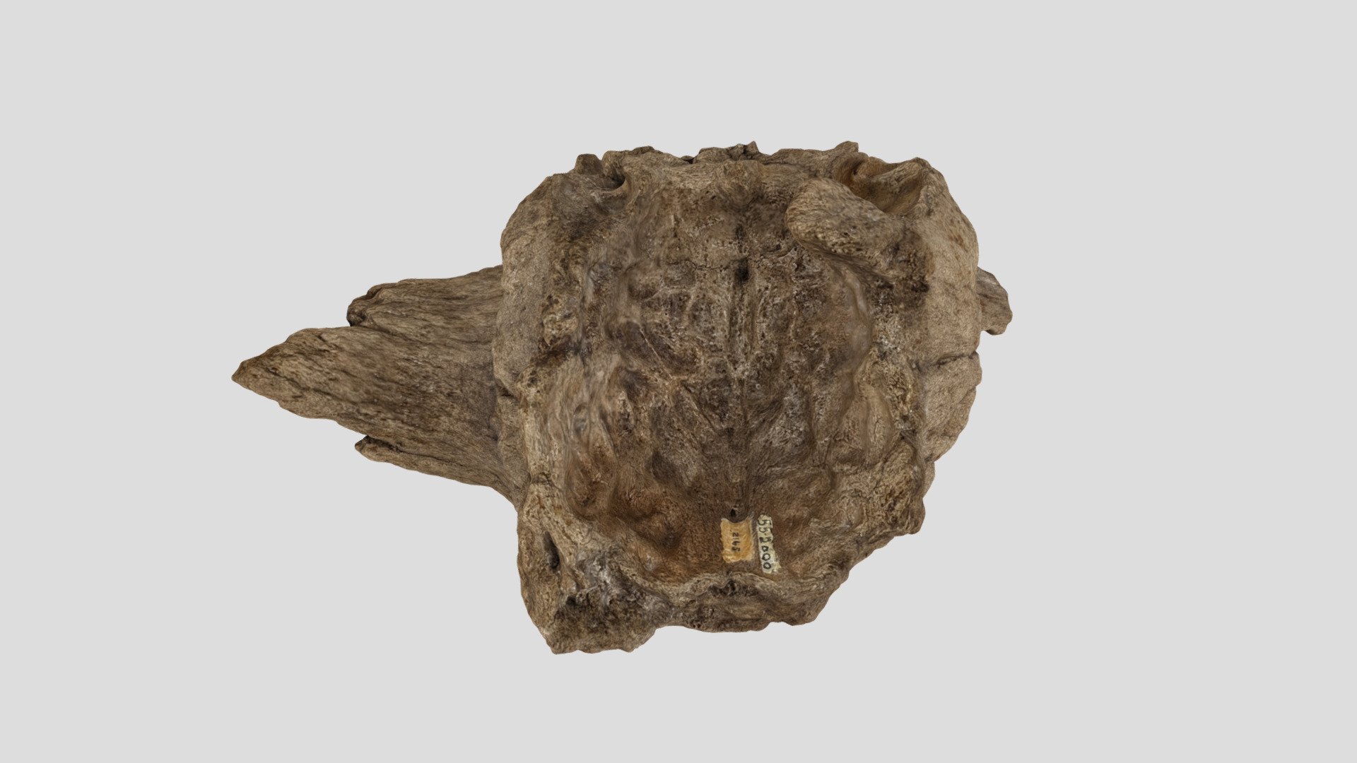 Ice Age Musk Ox Brain Case - 3D model by Jangojips [24c1aab] - Sketchfab