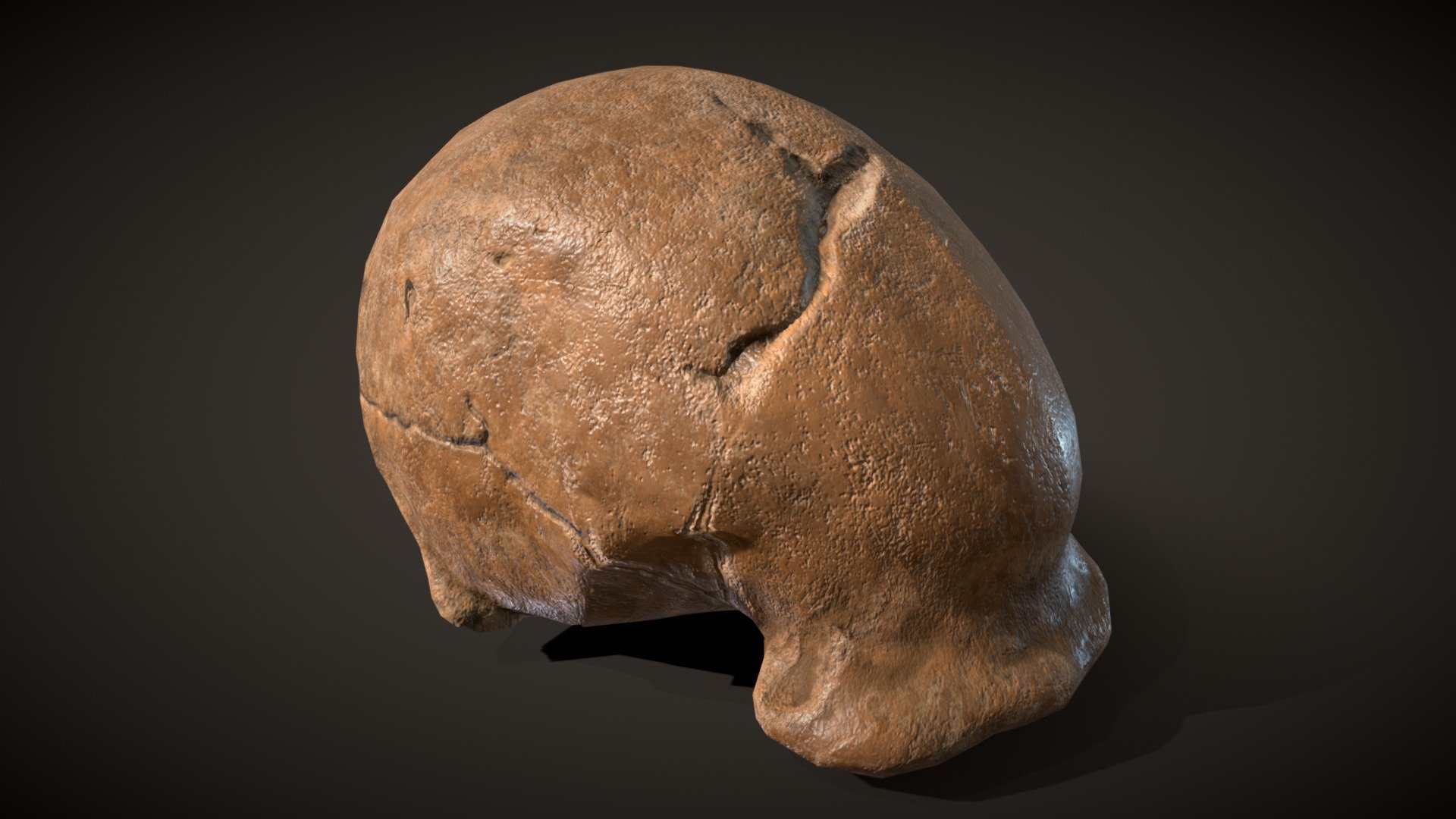 Peking man skull fossil - Buy Royalty Free 3D model by CG Digital art ...
