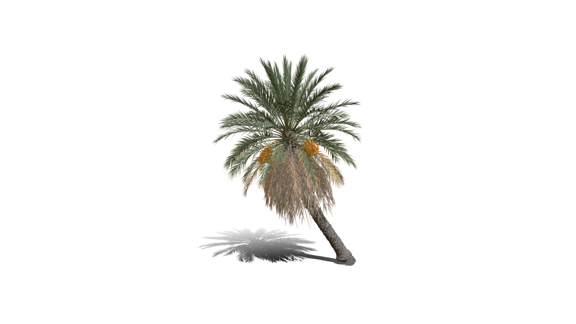 Realistic HD Date palm (19/78) - Download Free 3D model by PlantCatalog ...