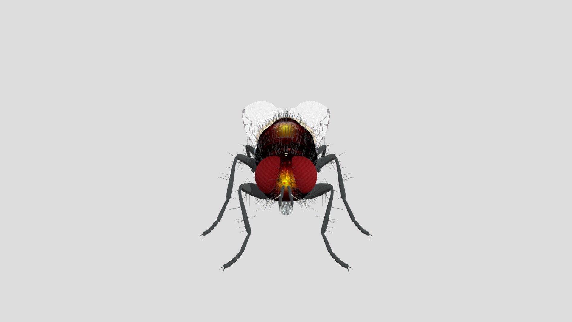 fly - 3D model by rahulpillai555 [24cd0e5] - Sketchfab