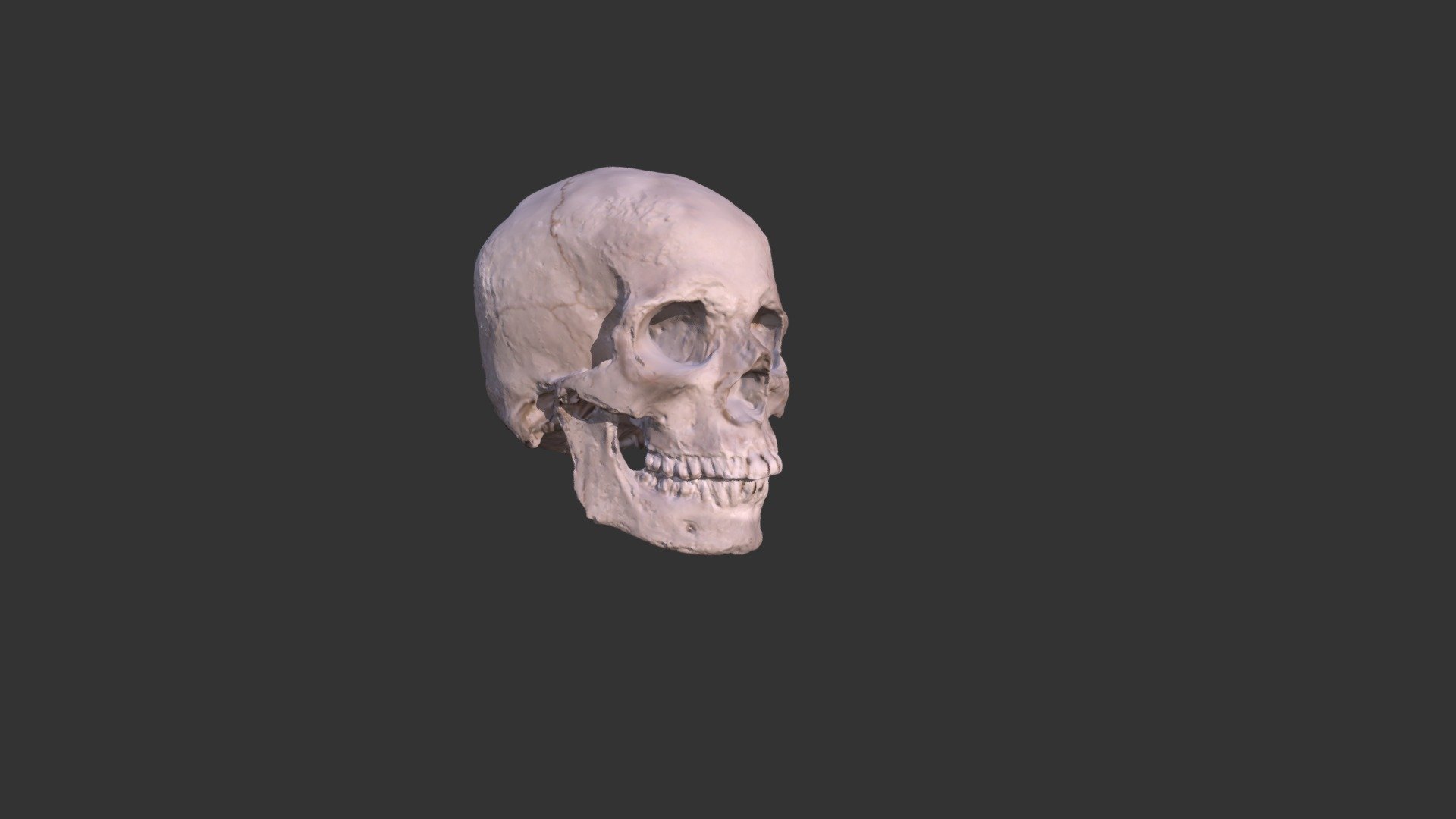 Human Skull - 3D model by Rakib Hossain (@rakibtonoy) [24d2974] - Sketchfab