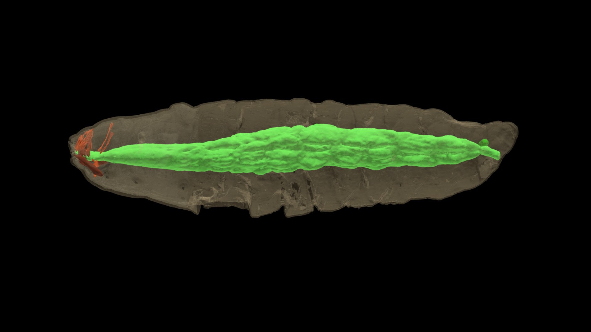 Model 3: Male larva, head muscles and gut. - 3D model by Entomology ...