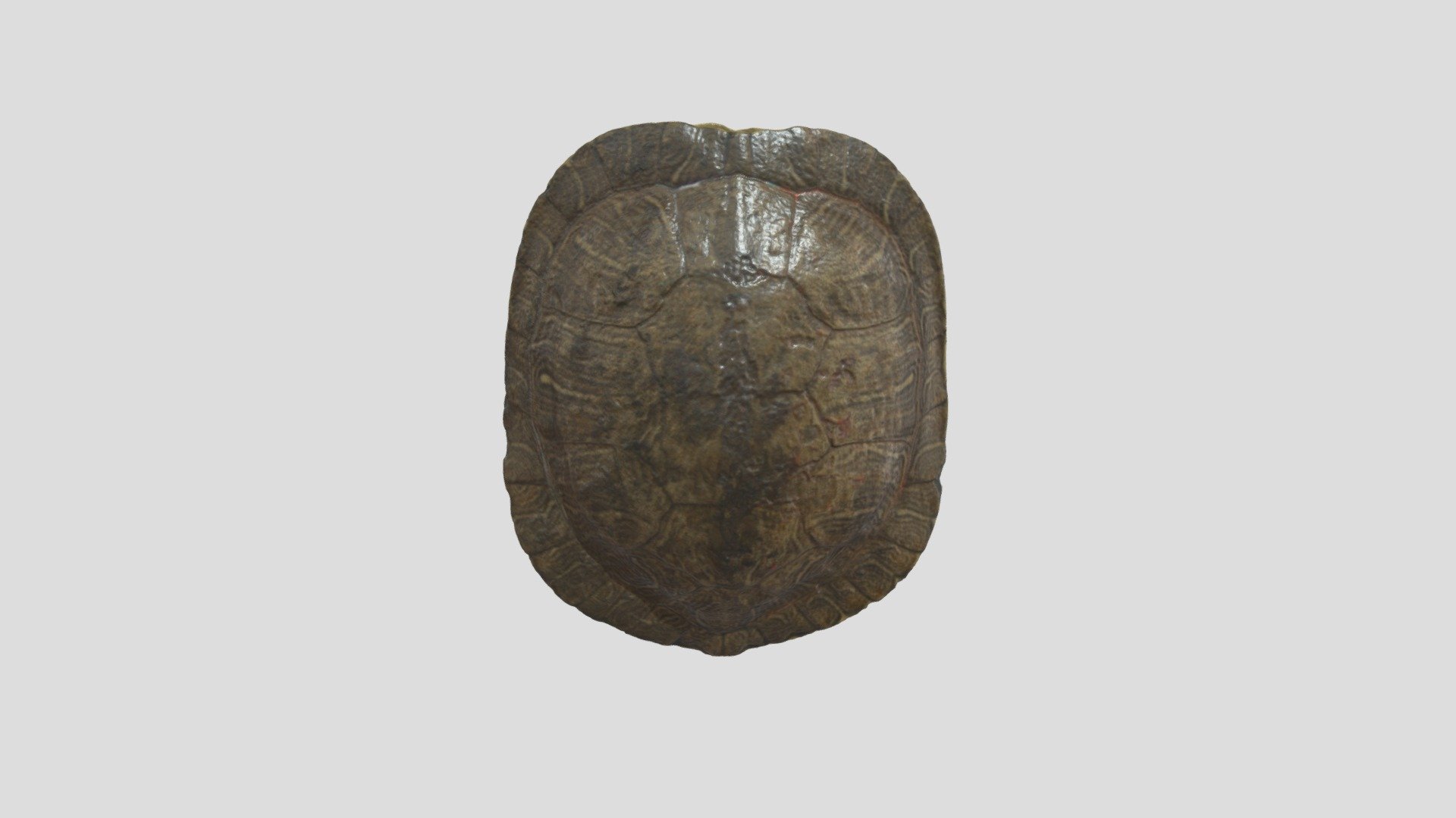 Turtle Shell - Download Free 3D model by marbarroso (@marieseas ...