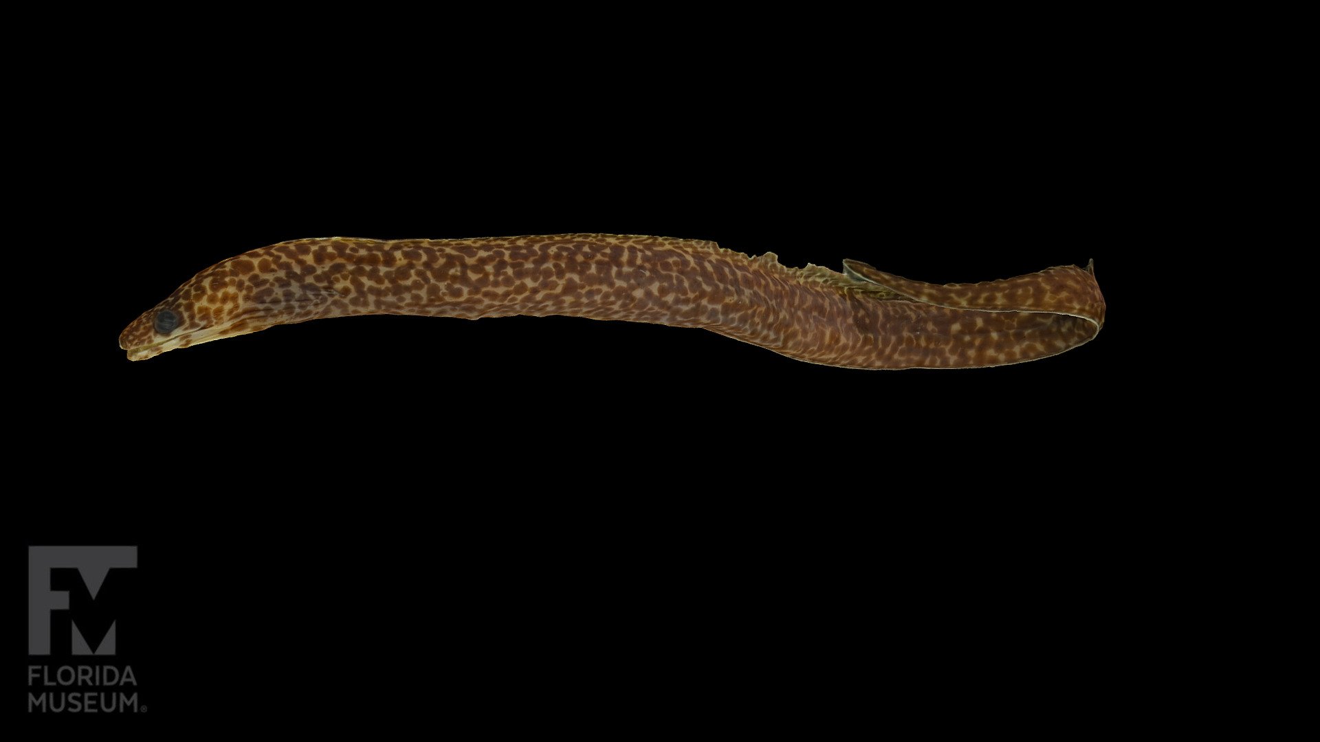 Spotted moray - 3D model by FloridaMuseum [24d953b] - Sketchfab
