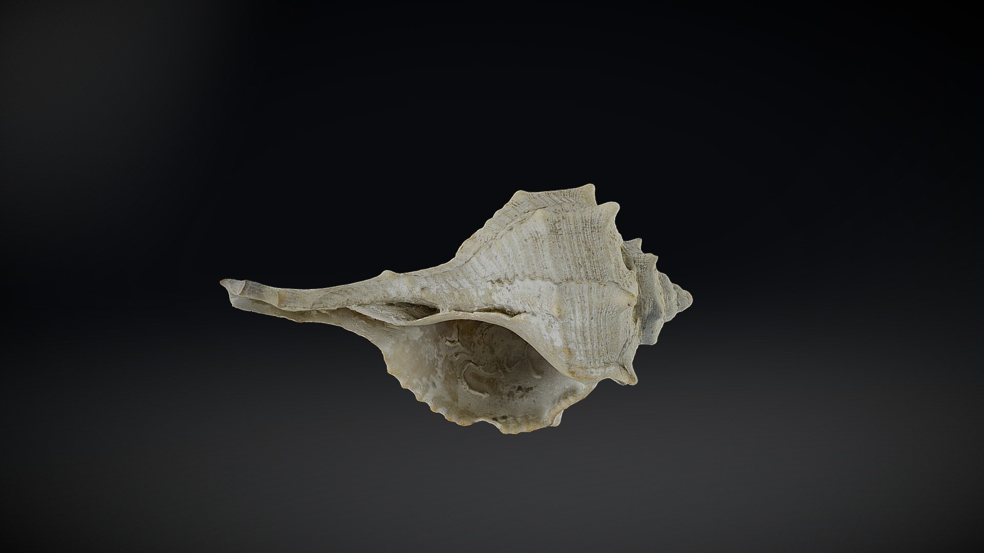 Seashell 3D Scanning. Photogrammetry + Texture - 3D model by Thinkscan Solution (@thinkscan3d ...