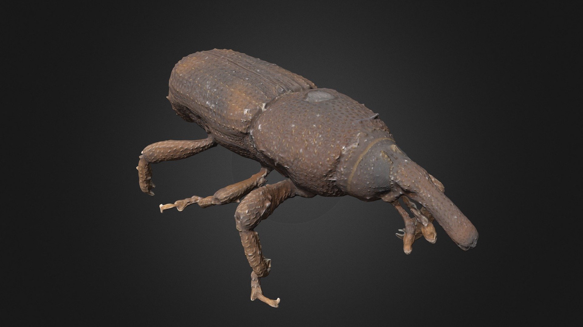 Sitophilus oryzae - Download Free 3D model by Digital Archive of ...