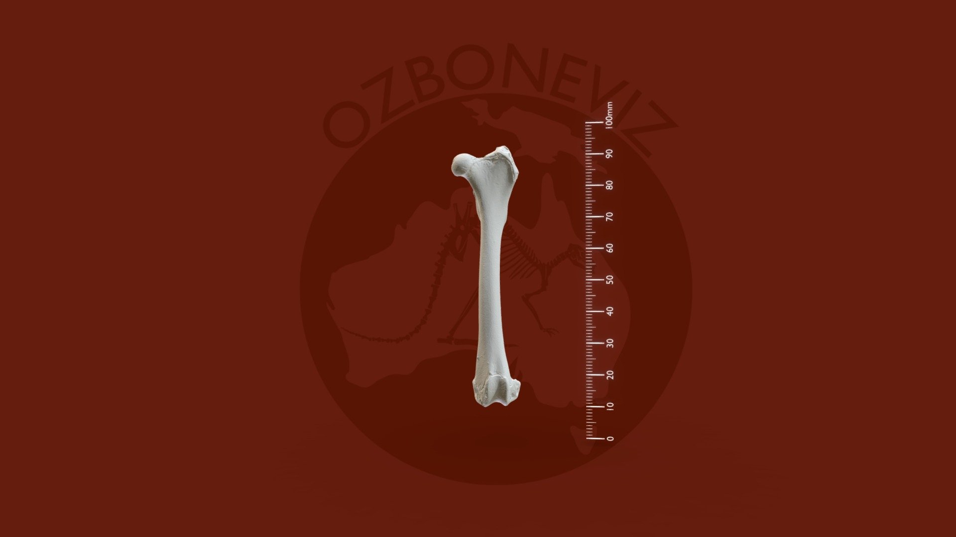 Greater bilby femur - 3D model by Ozboneviz [24e84bf] - Sketchfab