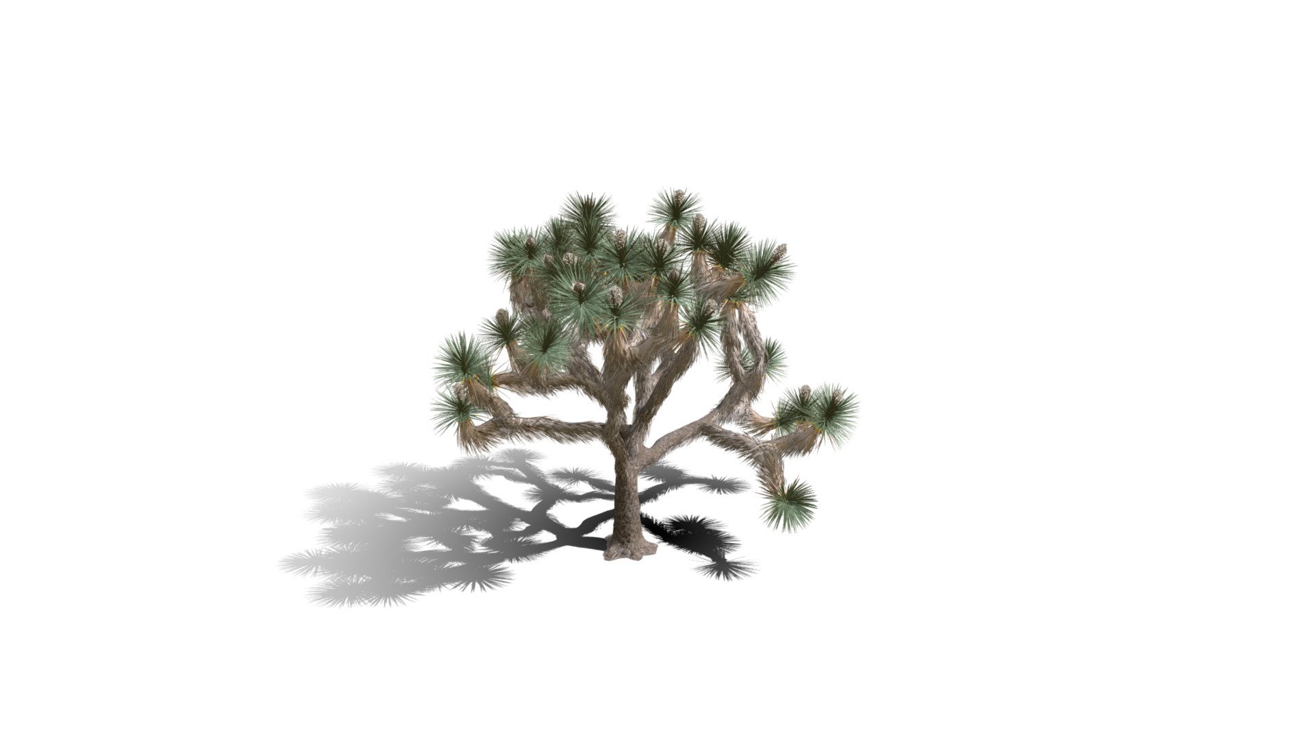 Realistic HD Joshua tree (15/30) - Download Free 3D model by ...