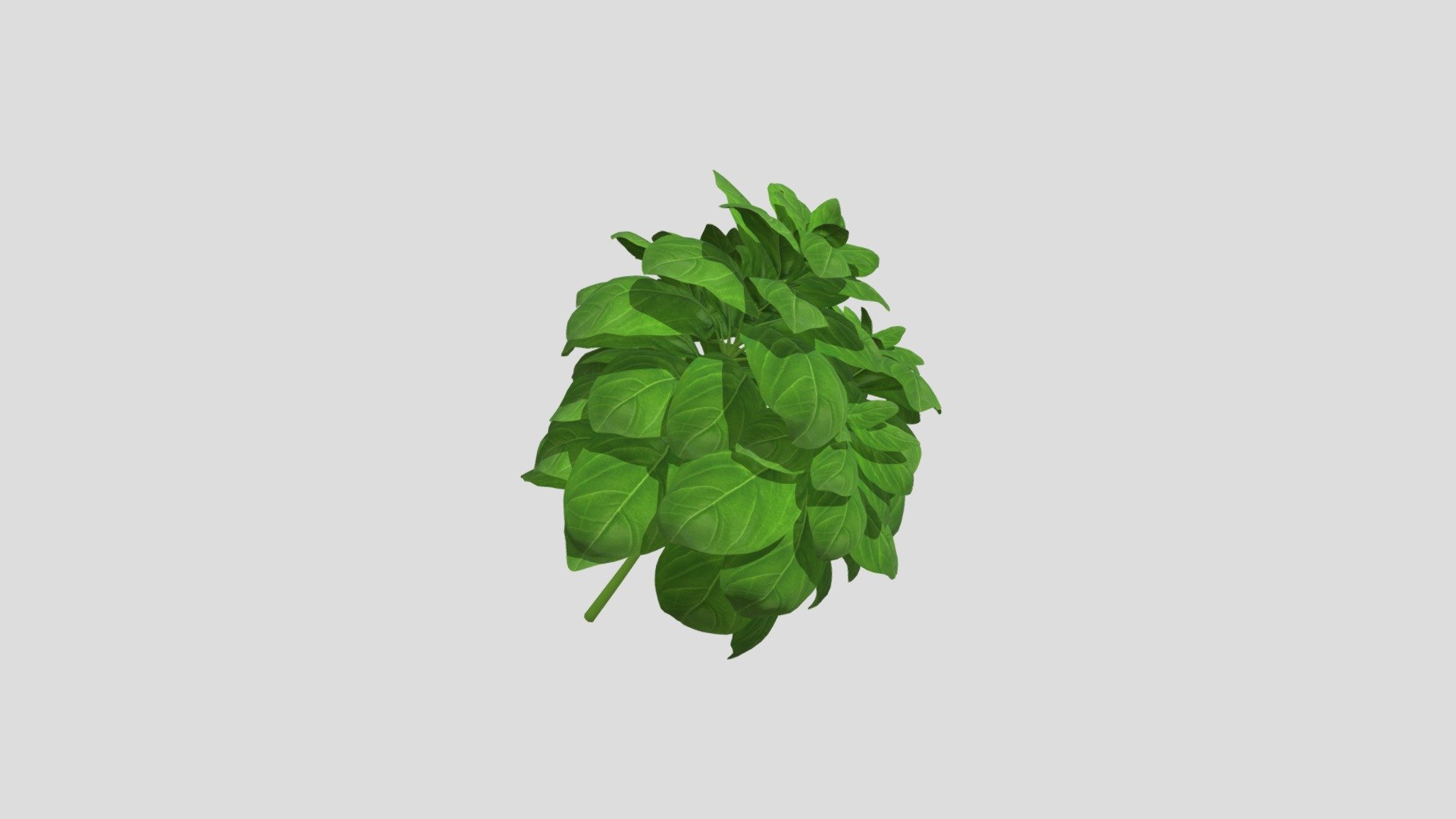 Basil - Download Free 3D model by fakefurfetishferre [24eb046] - Sketchfab
