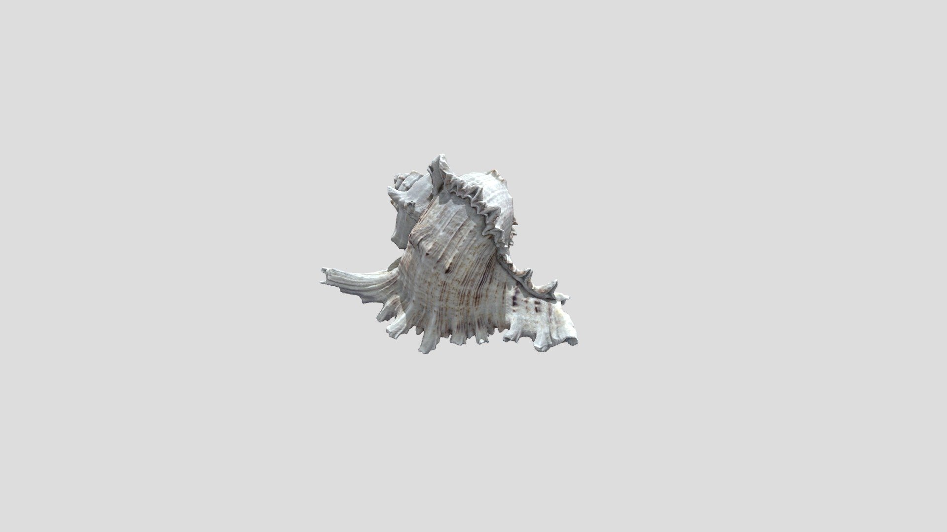 seashell type 2 lowpoly - 3D model by Bau-3d [24eb57e] - Sketchfab