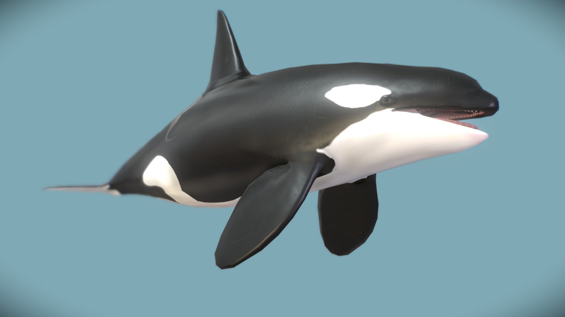 Low poly killer whale (Orcinus orca) - 3D model by Major (@majorgalah ...