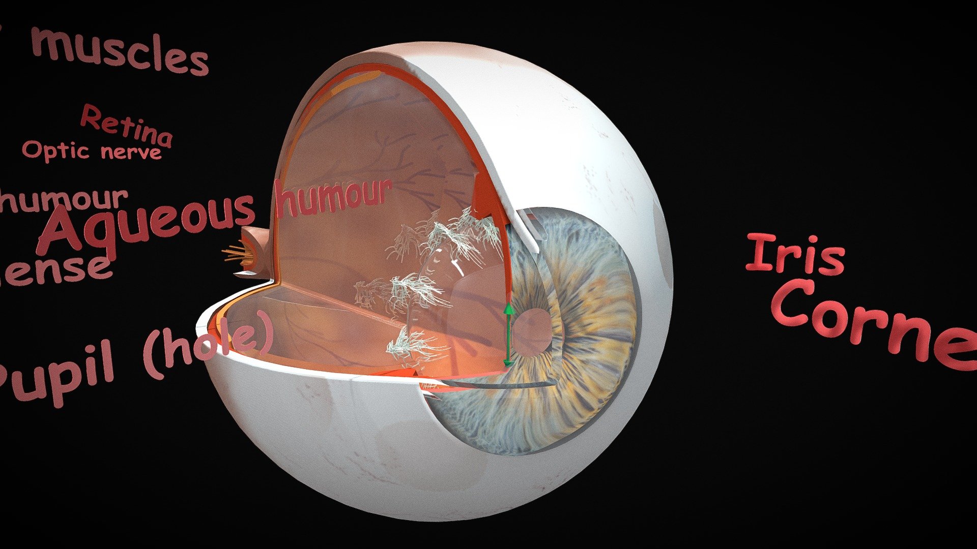 Eye Diagram - 10.1 - chapter 10 - 3D model by VisualPathshala [24f539d ...