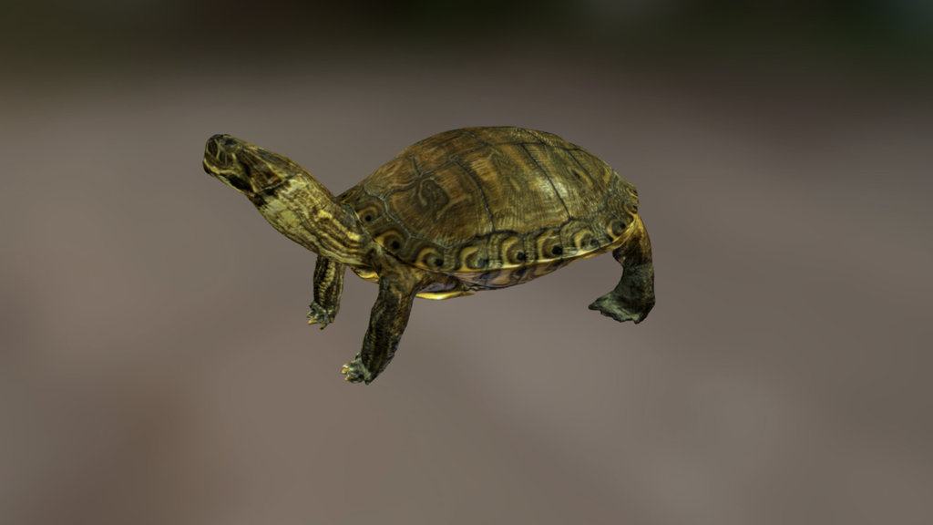 animals - reptiles - A 3D model collection by McTeeth - Sketchfab
