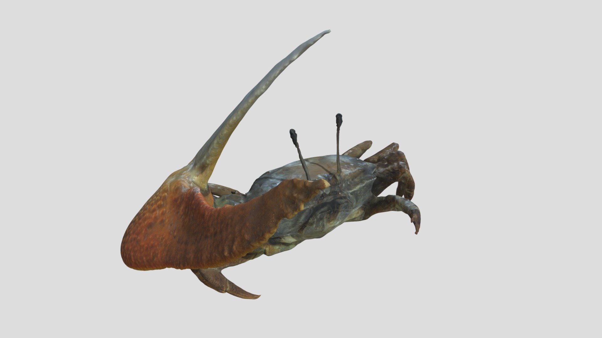 FIDDLER CRAB MALE - Download Free 3D model by Sawaporn Tipparat ...