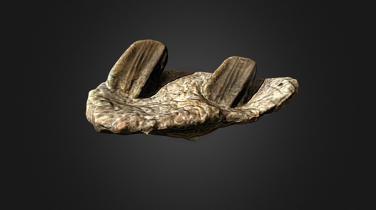 Camptosaurus_teeth - 3D model by dinosaurdentalanatomy [24fe36f ...