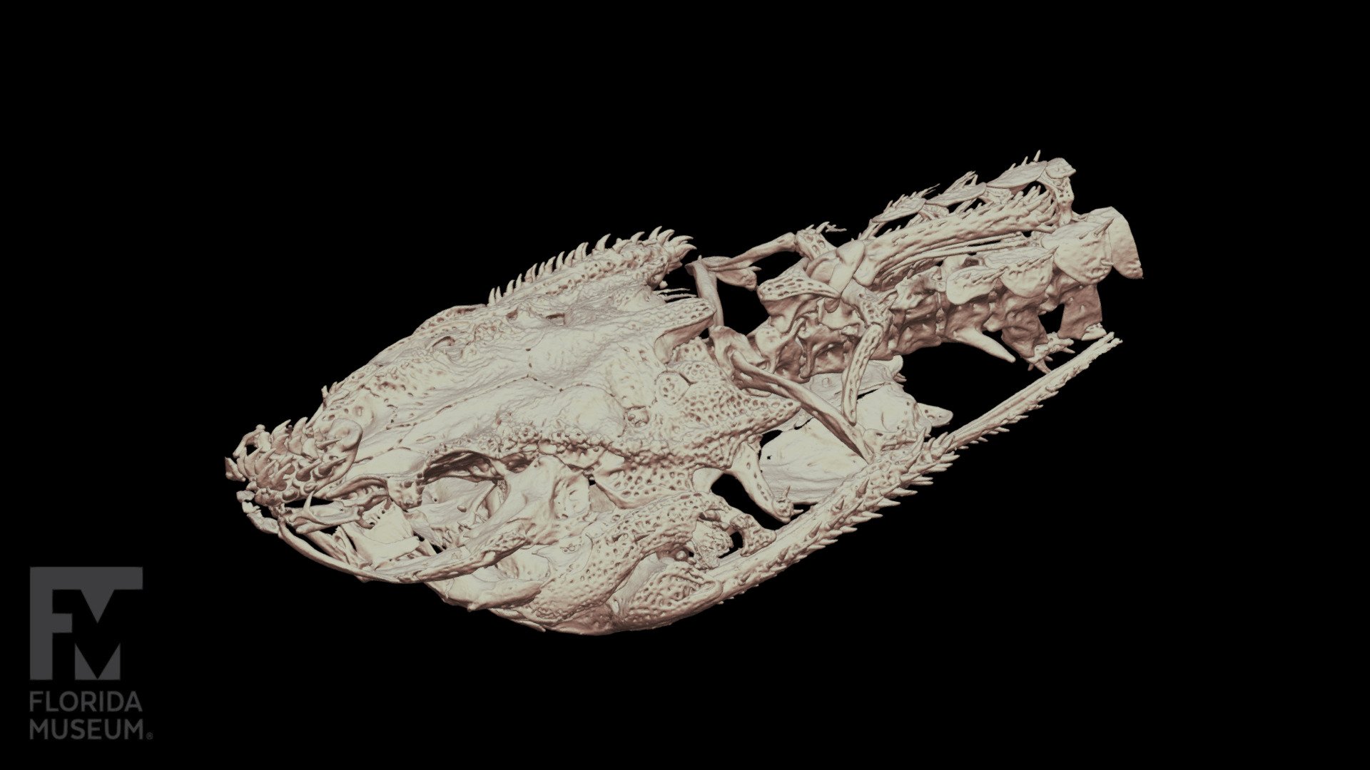 Scolopax dicra - Catfish - 3D model by FloridaMuseum [250125d] - Sketchfab