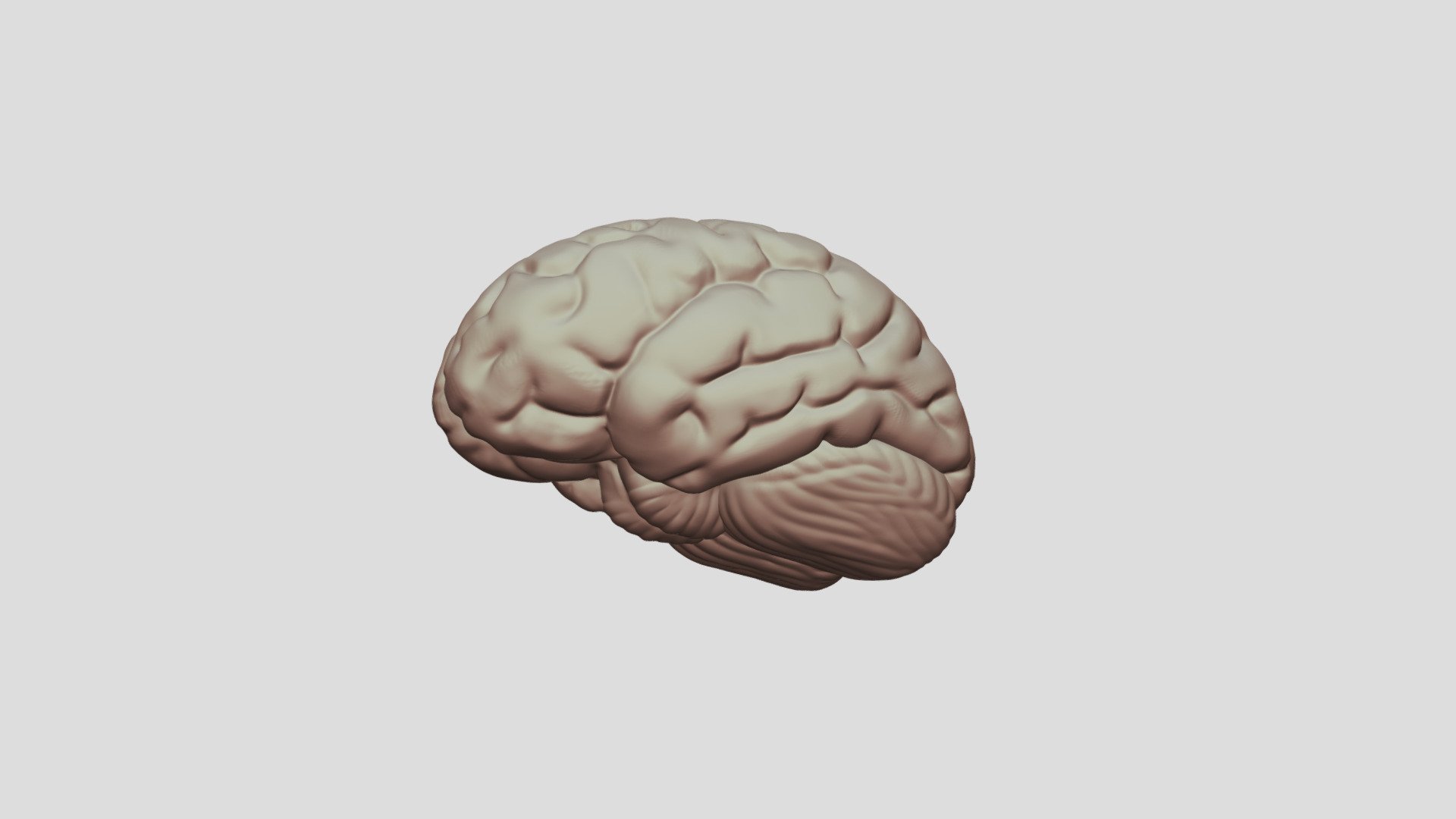 Brain - 3D model by hayazawahayeda [2502f55] - Sketchfab