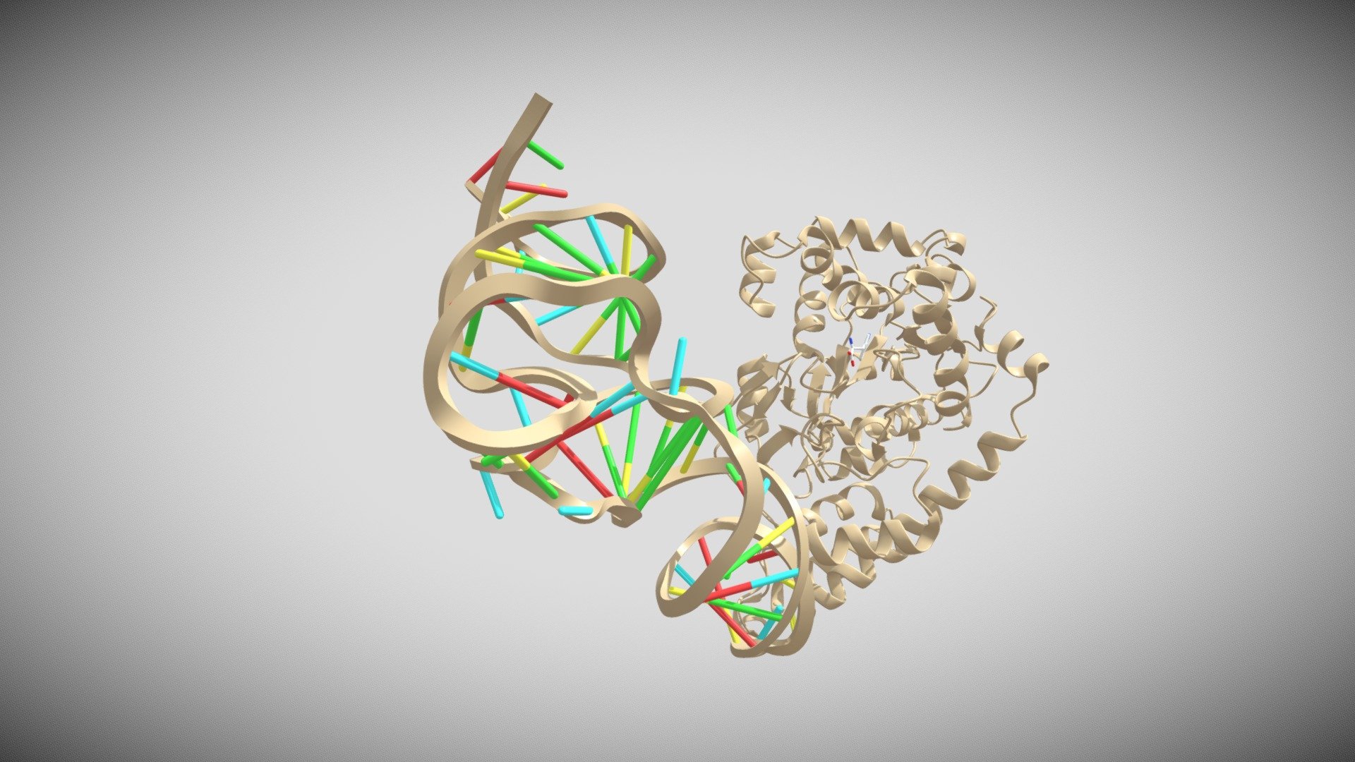 tRNA synthetase-tRNA complex & bound tryptophan - Download Free 3D ...