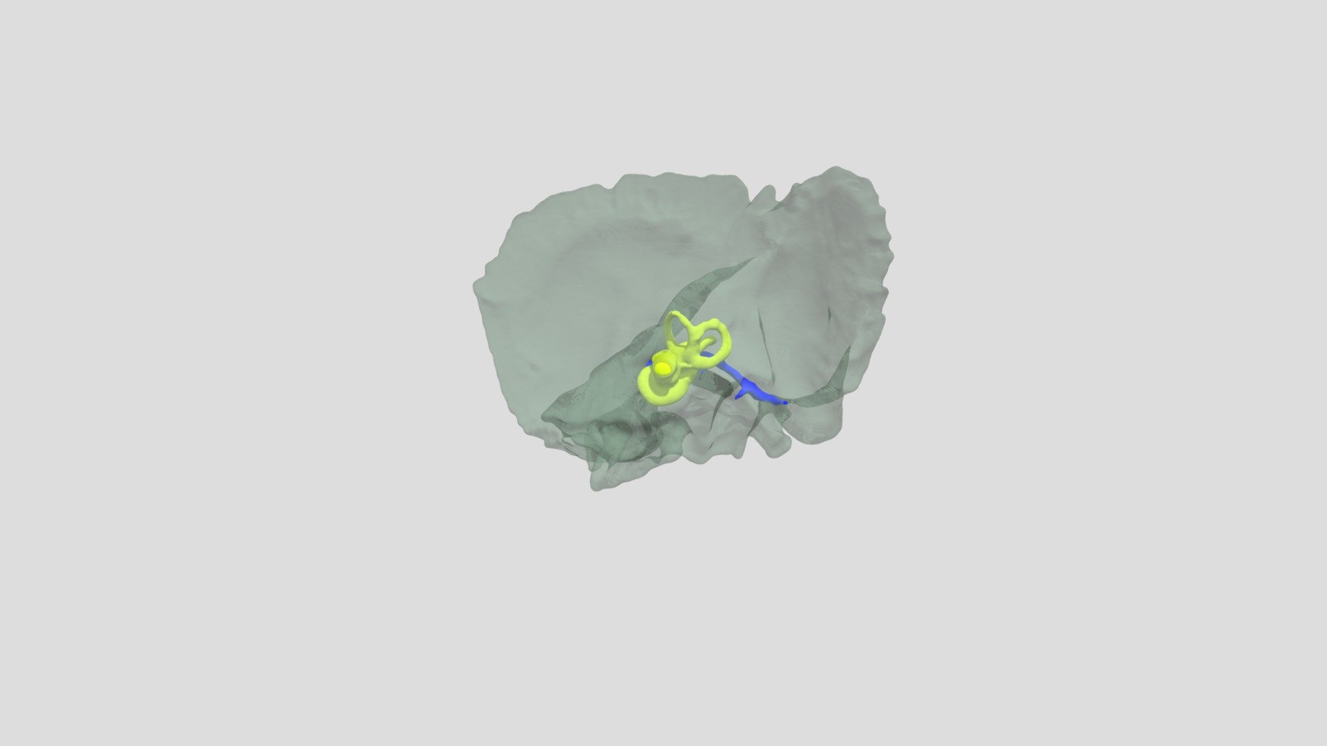 Cochlea, vestibulum, facial nerve - 3D model by kucharm [2509076 ...