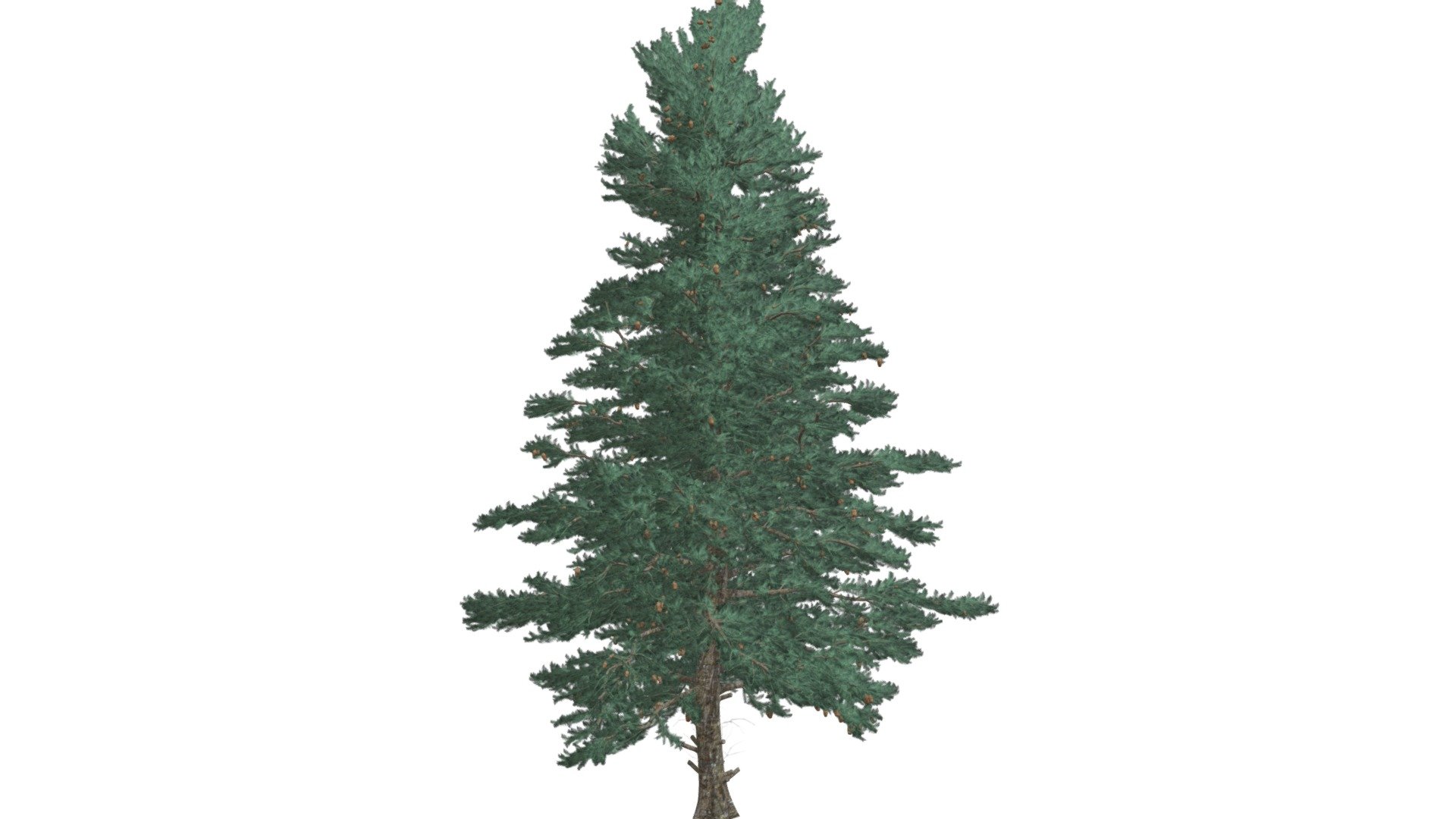 White Fir Tree #10 - Buy Royalty Free 3D model by meshshape [250b95f ...