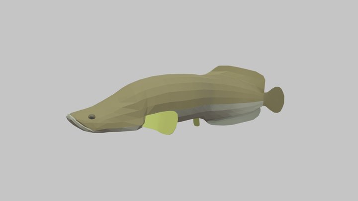 Arapaima 3D models - Sketchfab