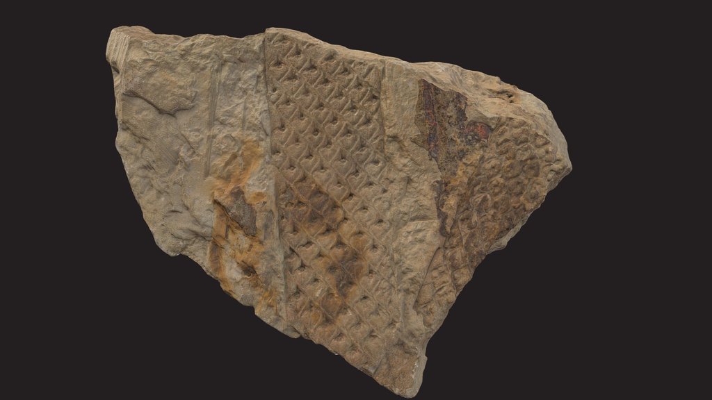 Paleobotany and Paleoecology - A 3D model collection by Cleveland ...
