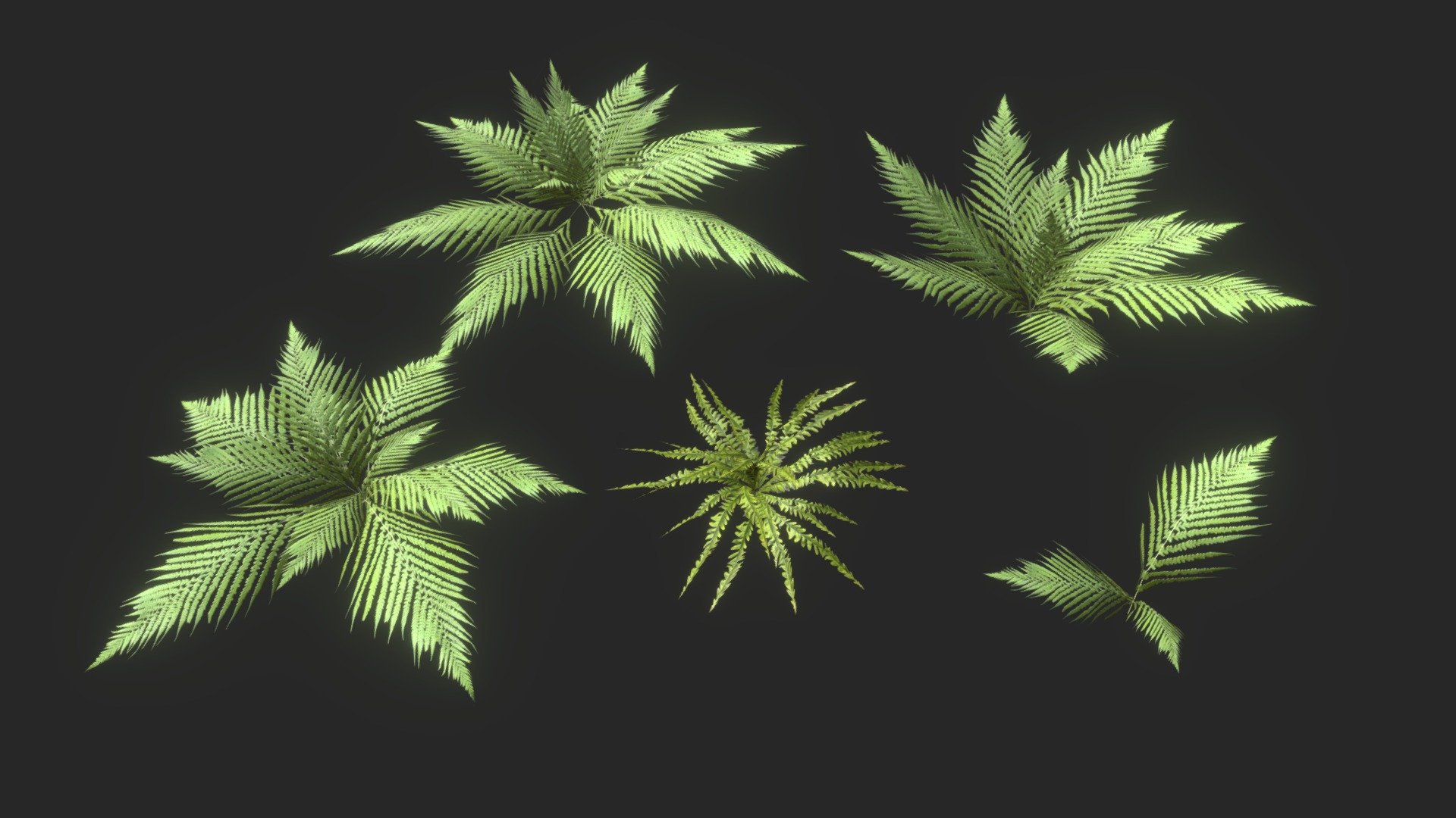 Set of four ferns - 3D model by Ybreibyf [2515f3d] - Sketchfab