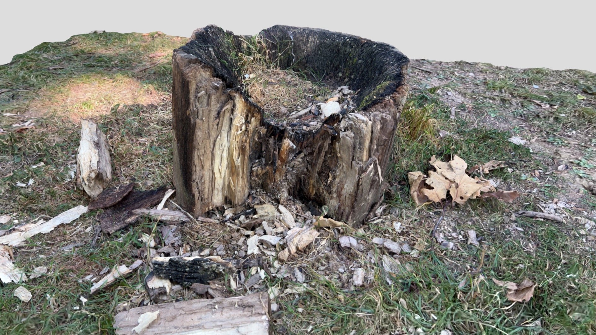 Realistic 3D Tree Stump Model - Buy Royalty Free 3D model by Lee Gray ...