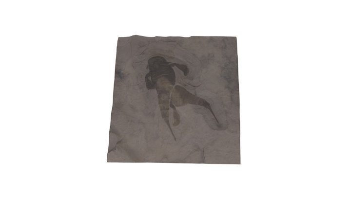 Eurypterid 3D models - Sketchfab