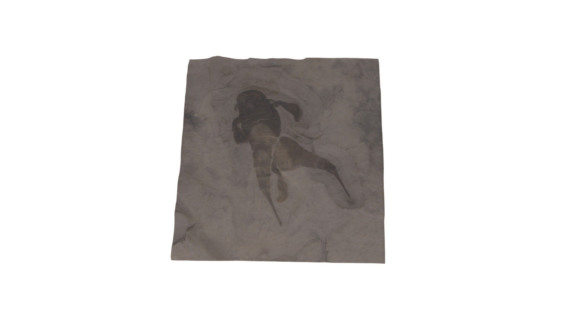Eurypterid Fossil - Download Free 3D model by Hutchings Museum ...