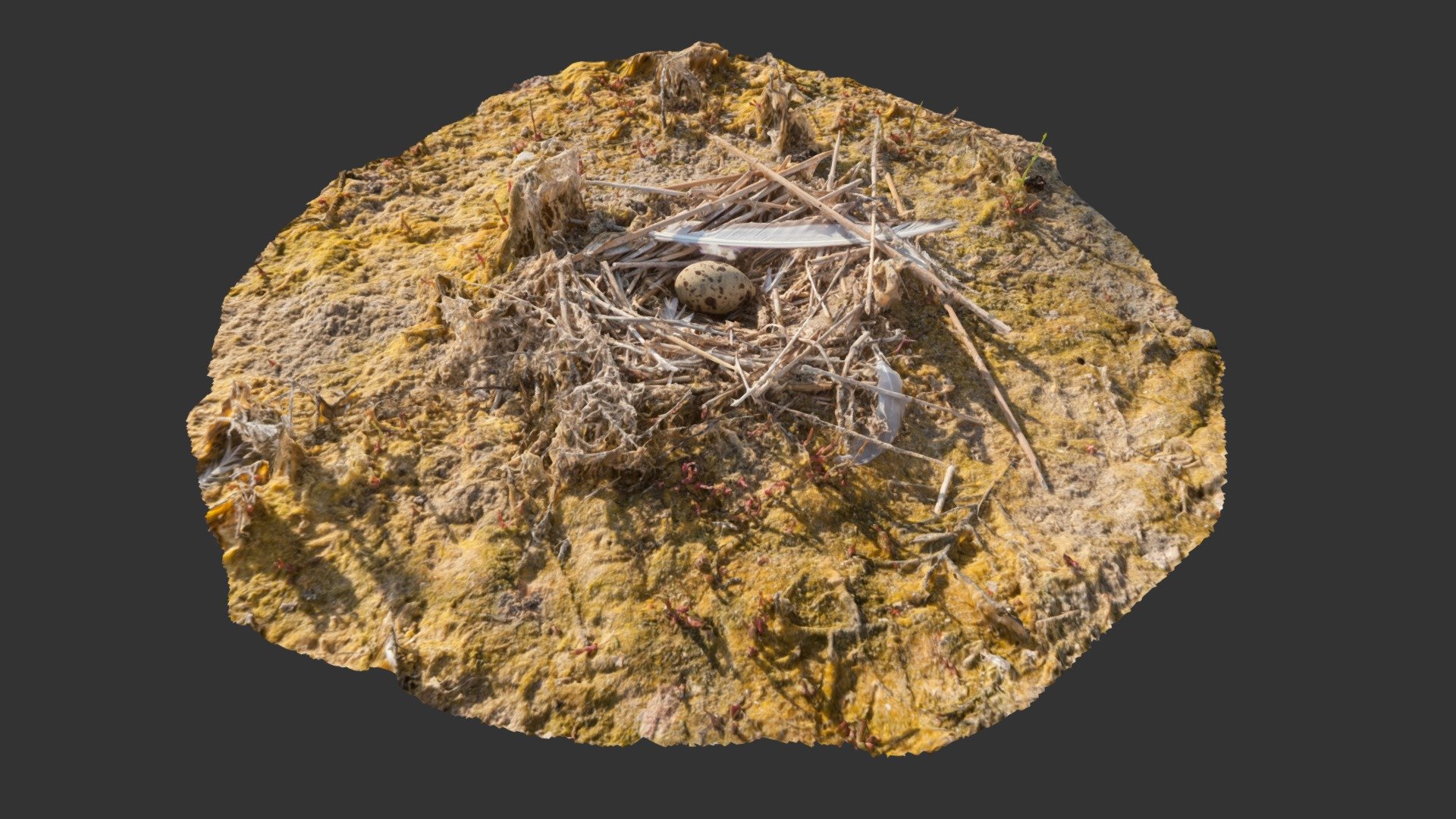 Nest with an Egg - 3D model by Dmytro Dokunov (@dokunod) [2519f1e ...