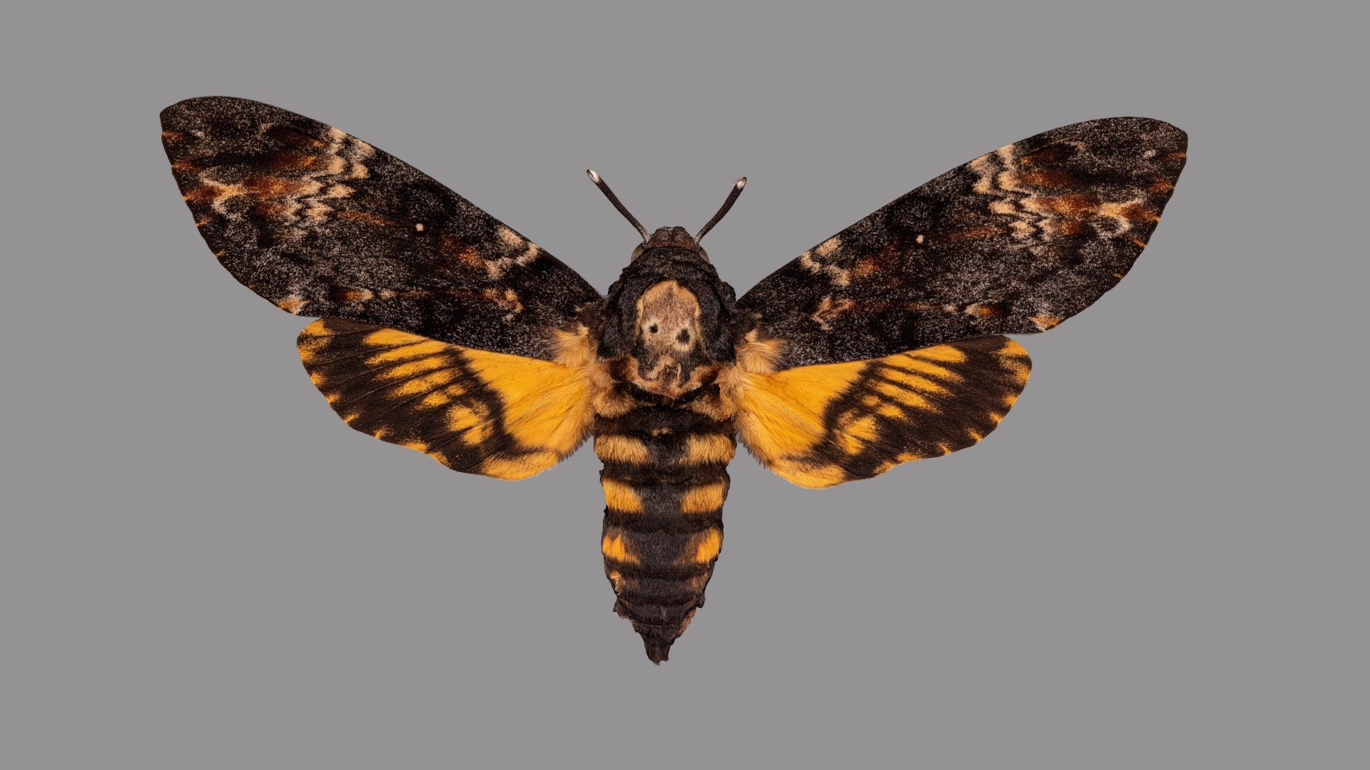 Acherontia atropos - 3D model by VirNat [251f3b5] - Sketchfab