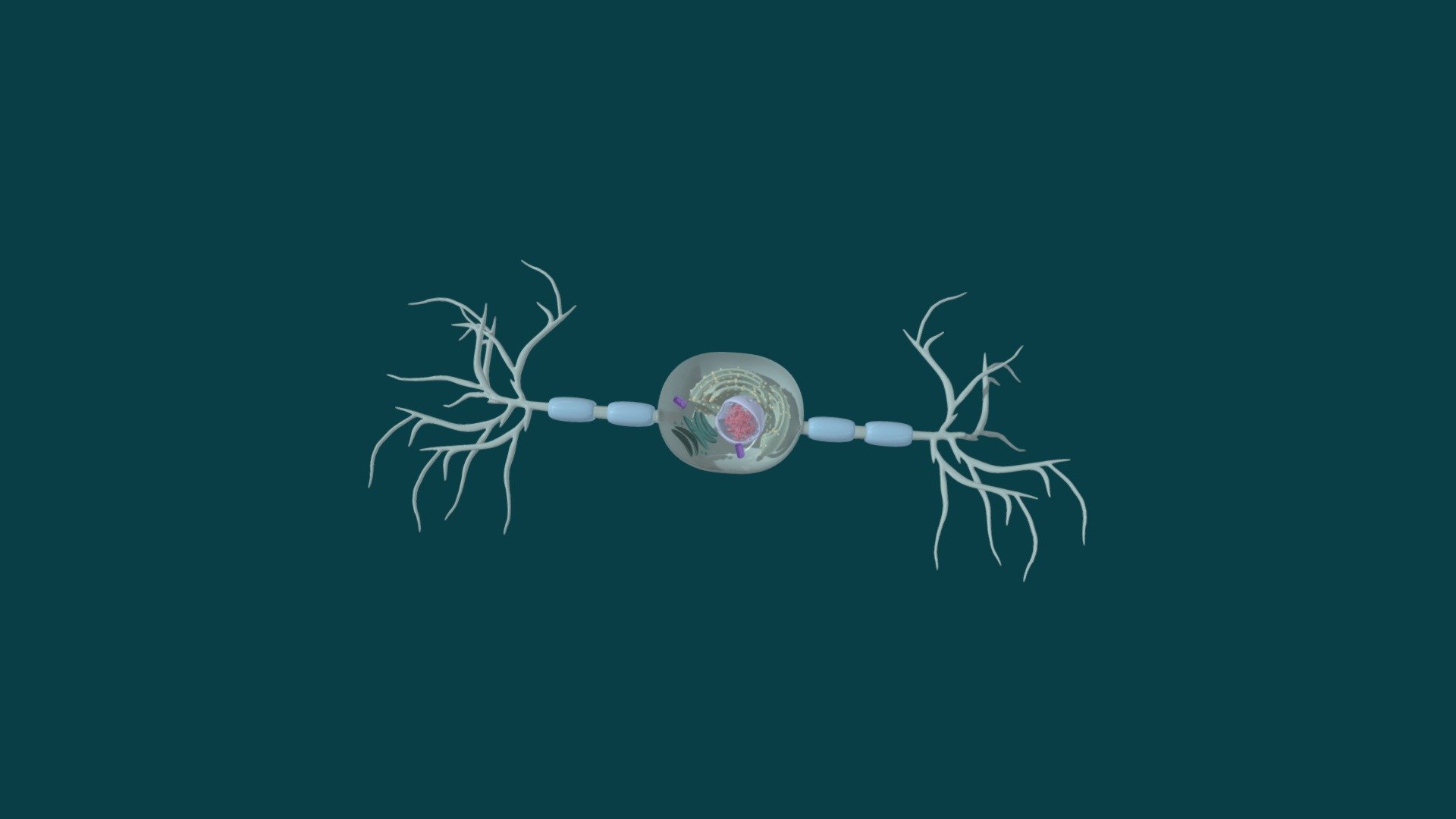 Bipolar Neuron - 3D model by ql6987 [252c30f] - Sketchfab
