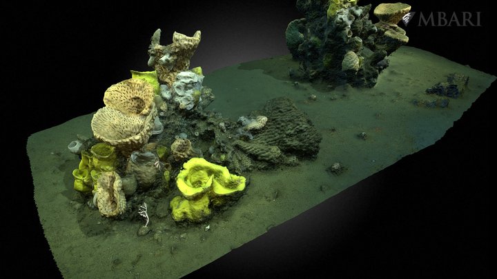 Sponges 3D models - Sketchfab