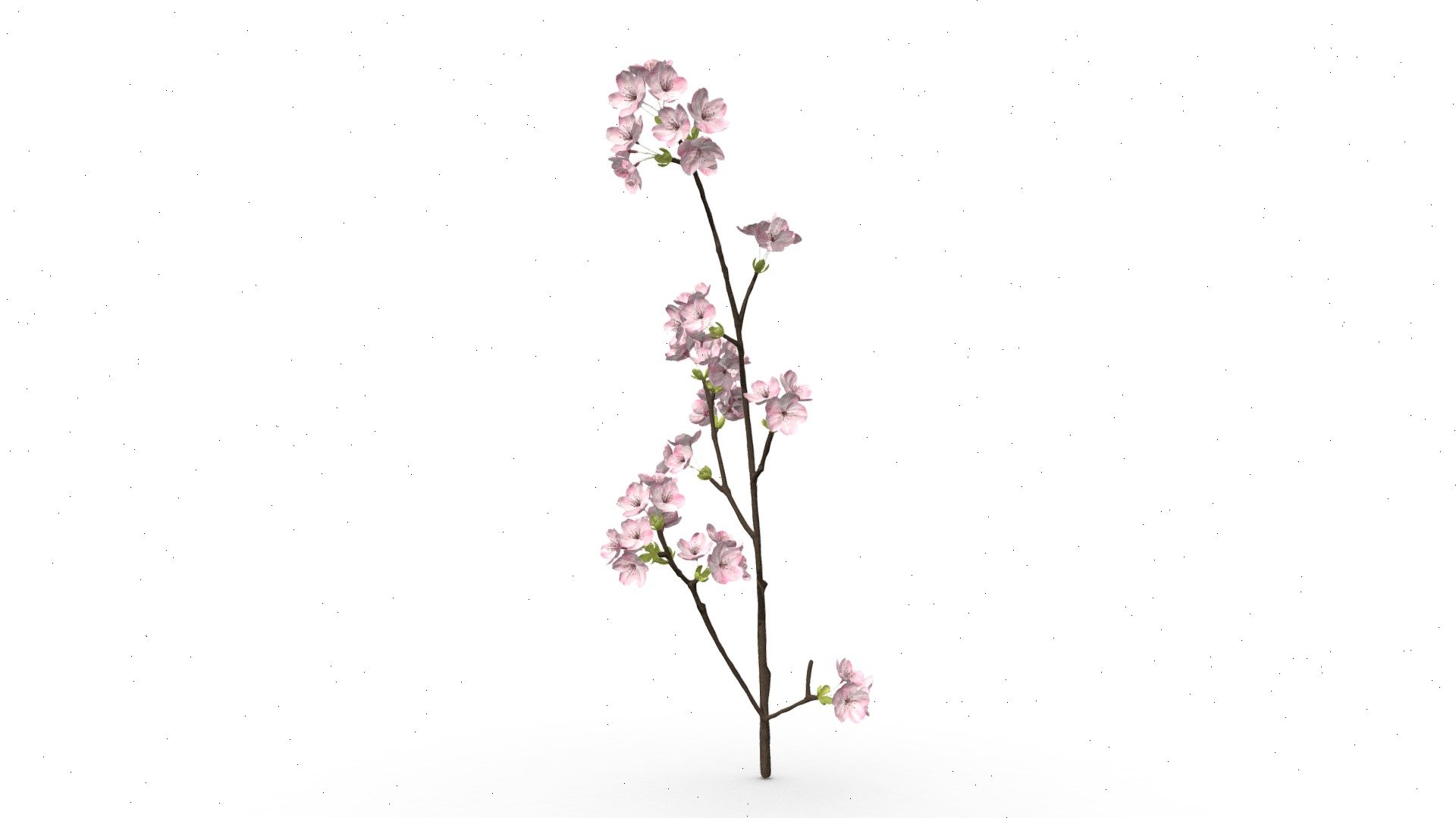 sakura - Download Free 3D model by heyyodd [2539719] - Sketchfab