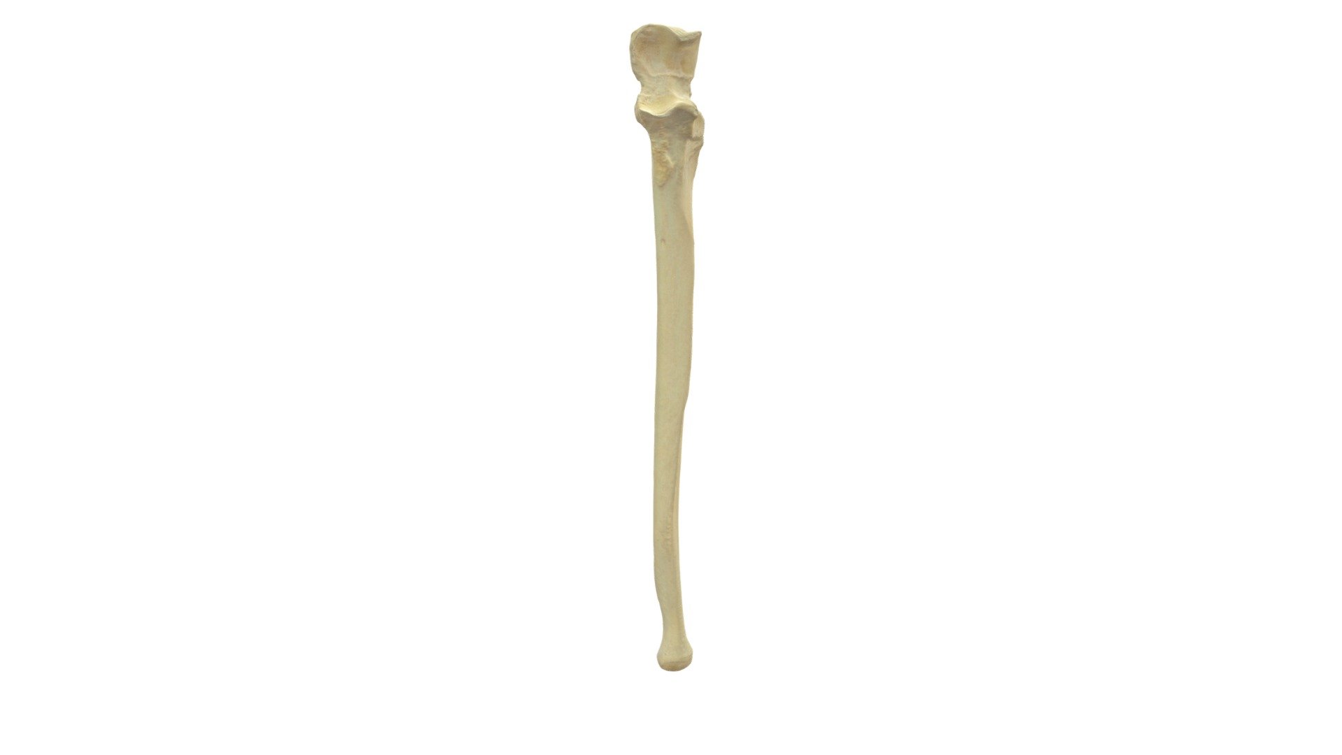 Ulna L - Distale epifyse - 3D model by Universiteit Antwerpen ...