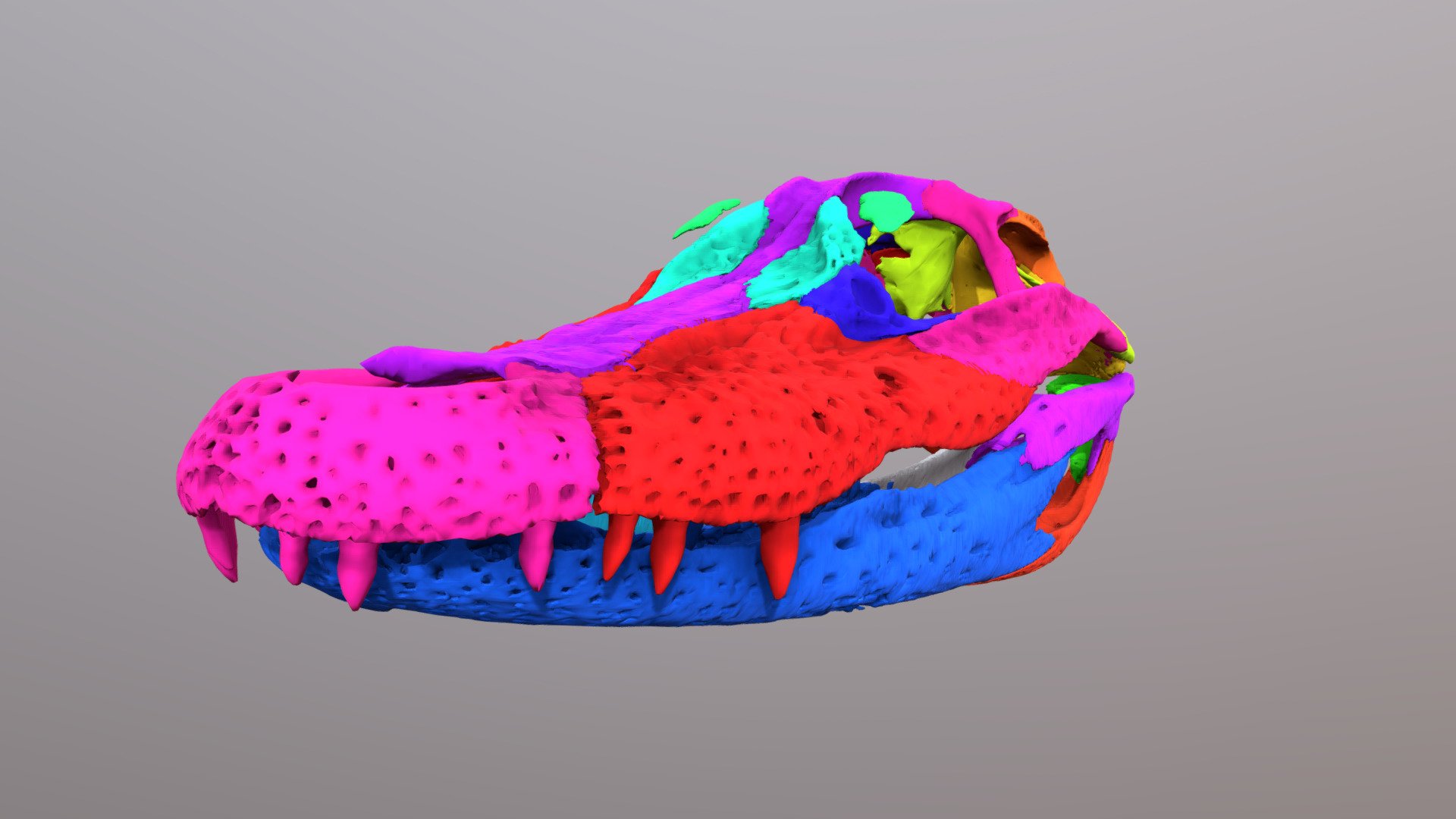 Alligator - 3D model by medialliance [2545cce] - Sketchfab